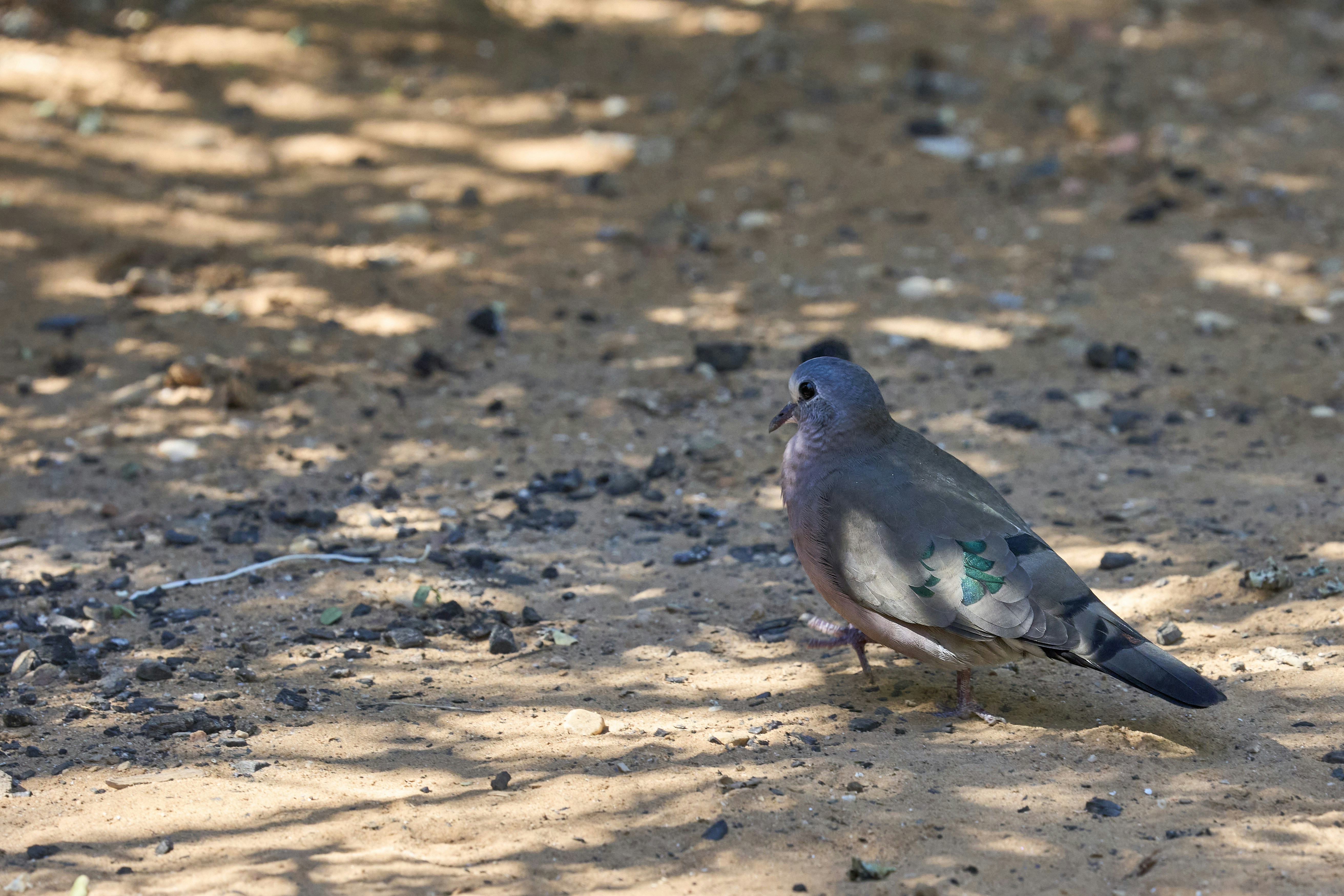 Grounded Pigeon in Dappled Shade, Cast by Leaves