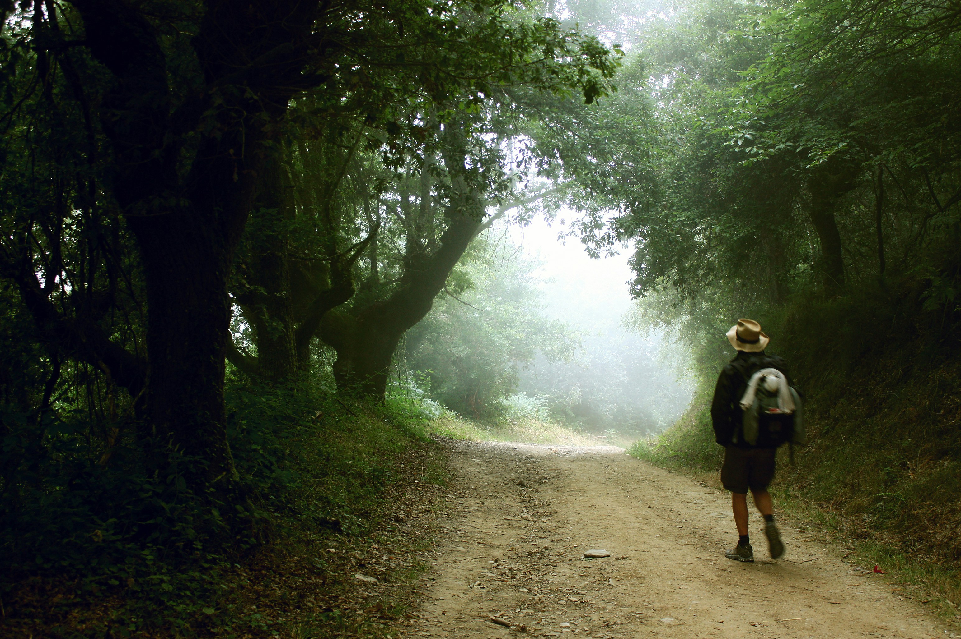 A solitary hiker with backpack walks along a foggy forest road, trees arching overhead with soft light filtering through. This natural scene emphasizes solitude and exploration.