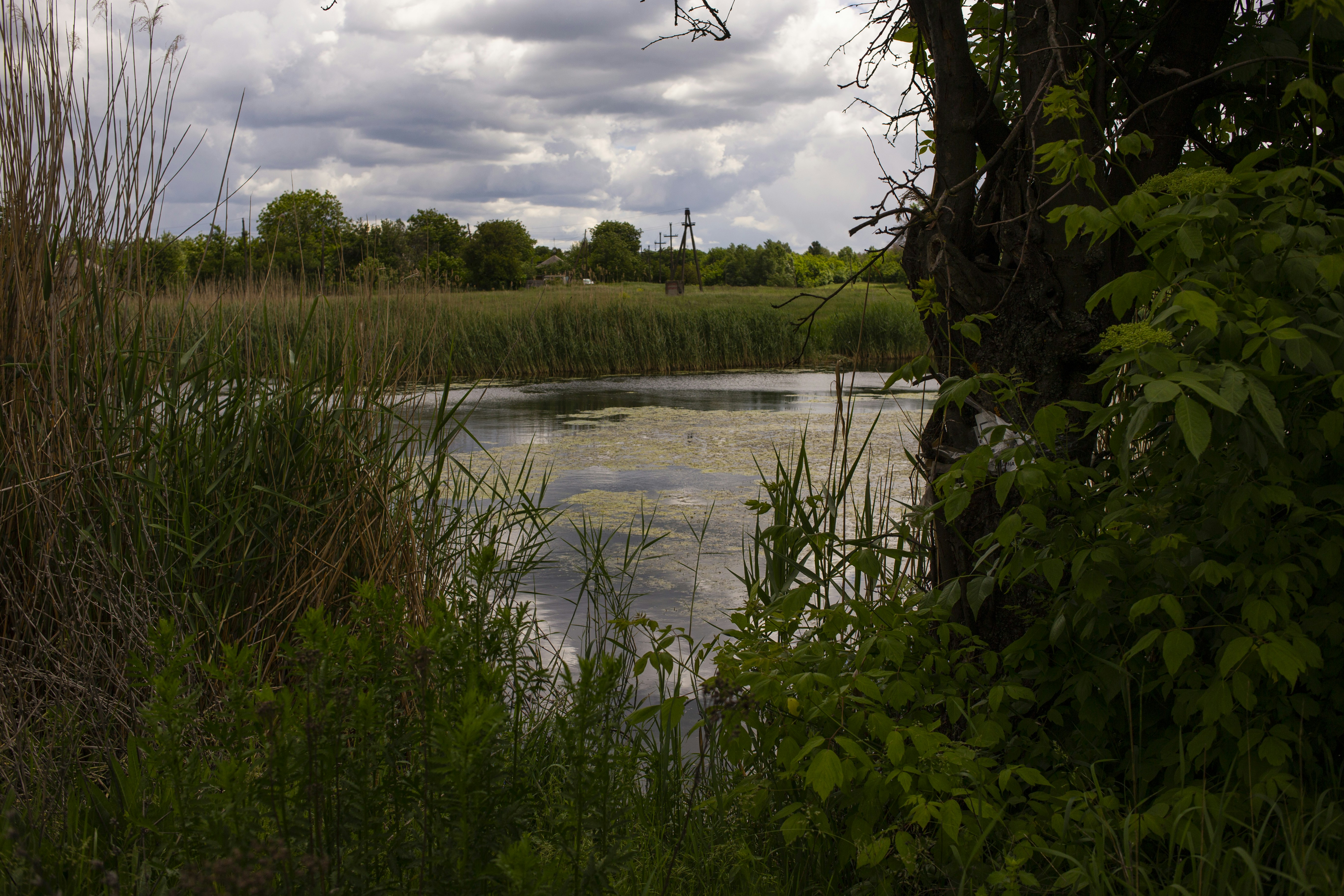 Quiet Wetland Edge Framed by Branches
