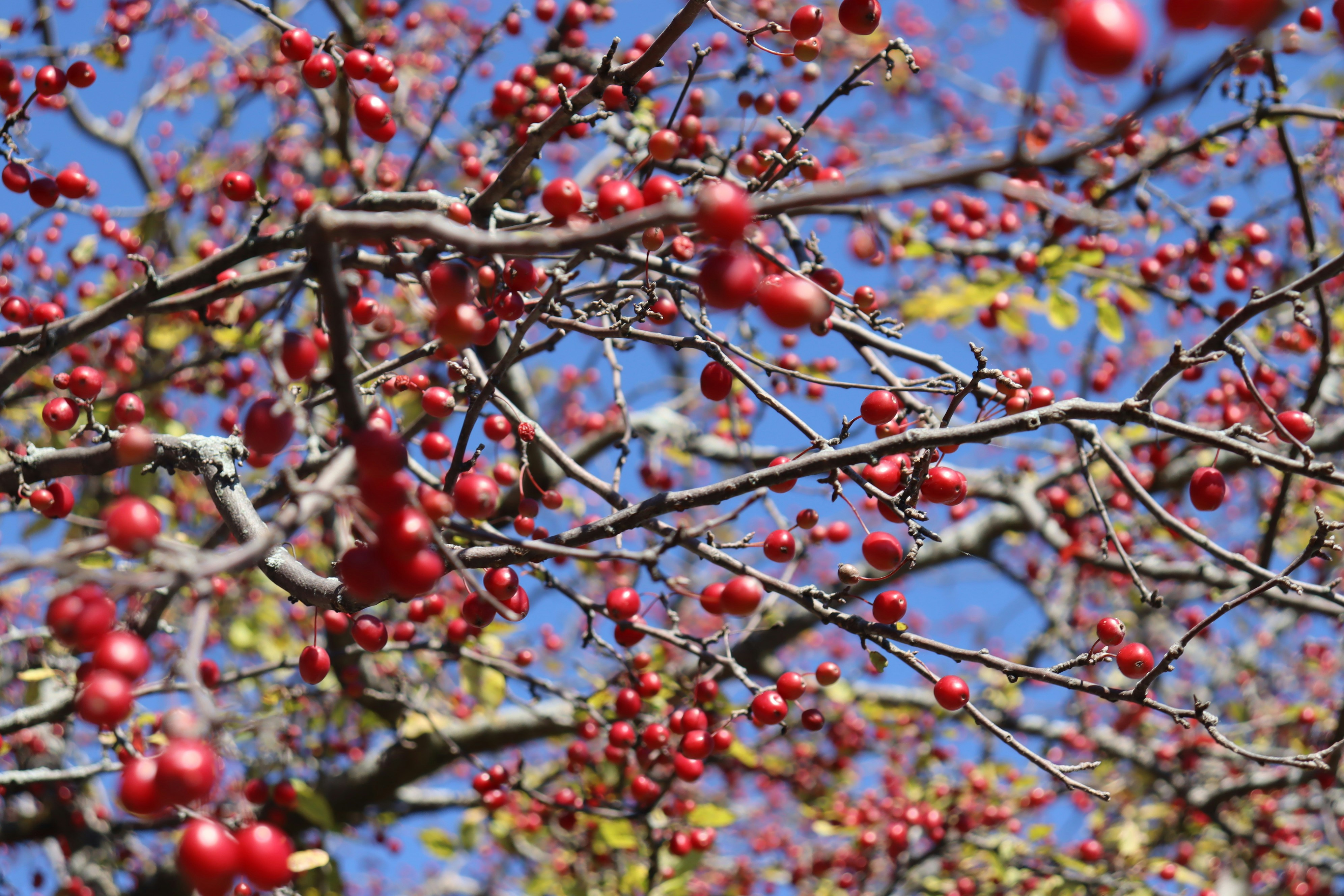 Bright red berries cling to intertwined branches against a blue sky, forming a dense, decorative natural mosaic with hints of autumnal color and a shallow depth of field.
