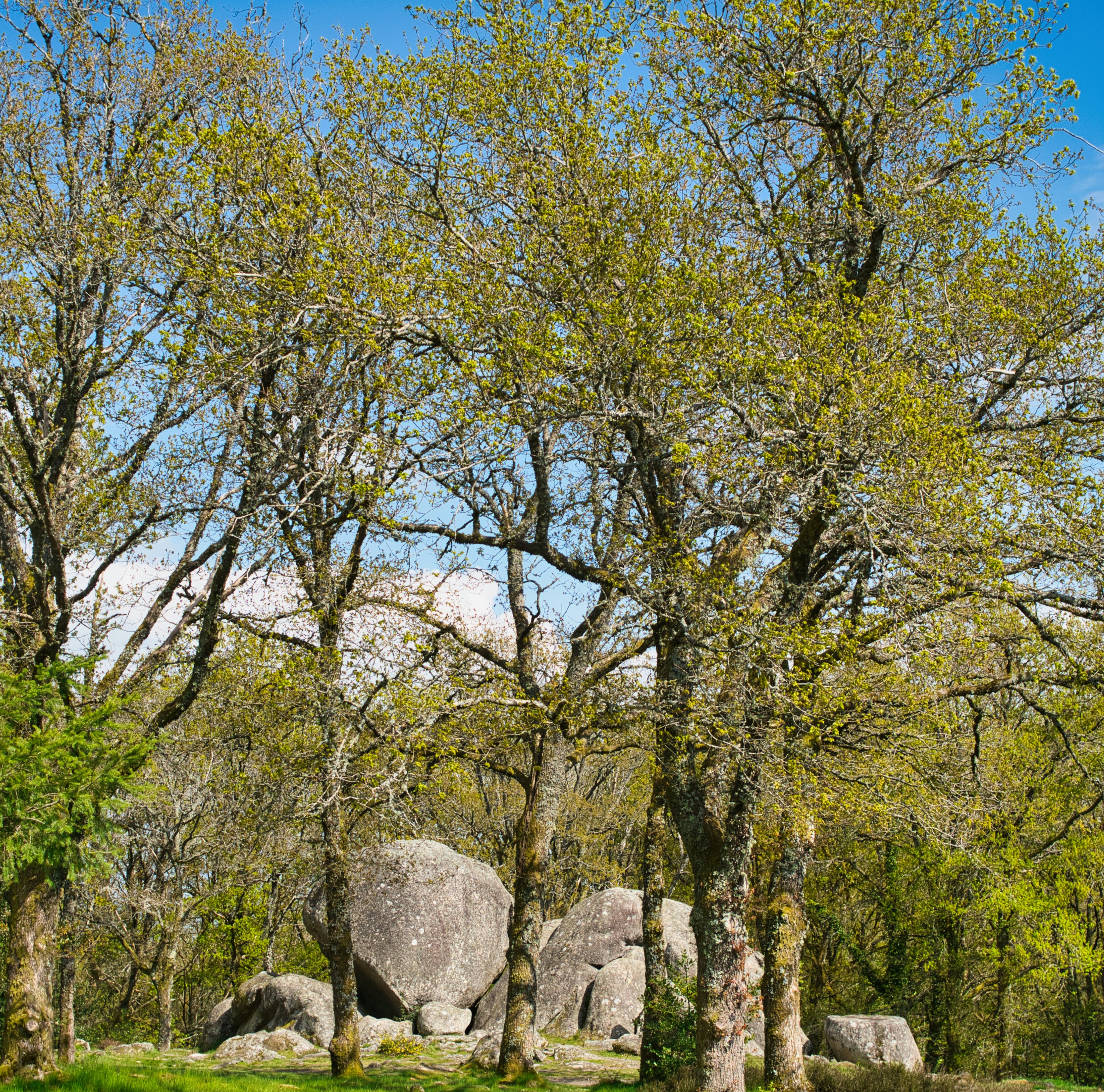 Sunlit Grove of Moving Stones Beneath Leafy Canopies