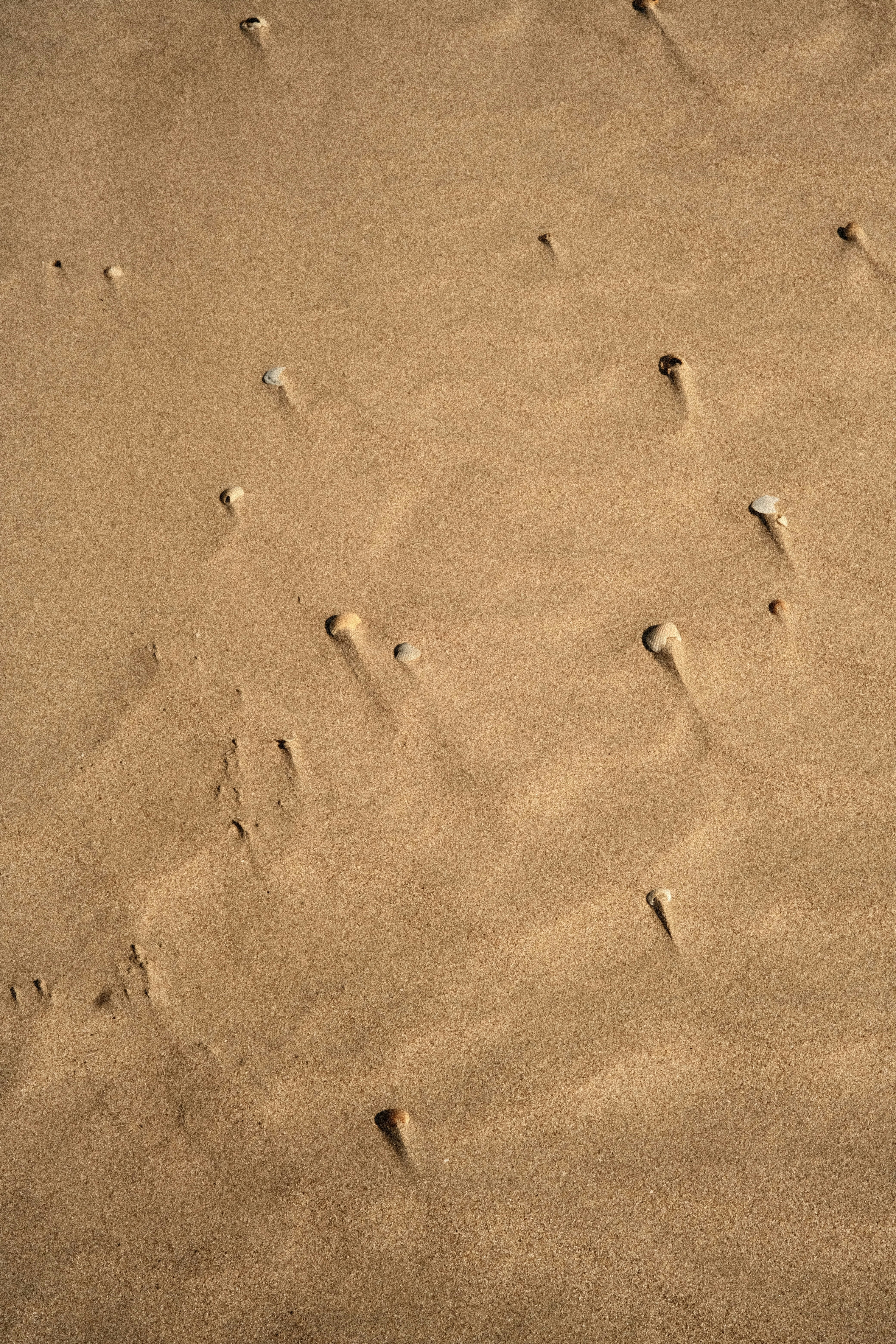 Footprints in sunlit dunes: a quiet desert rhythm