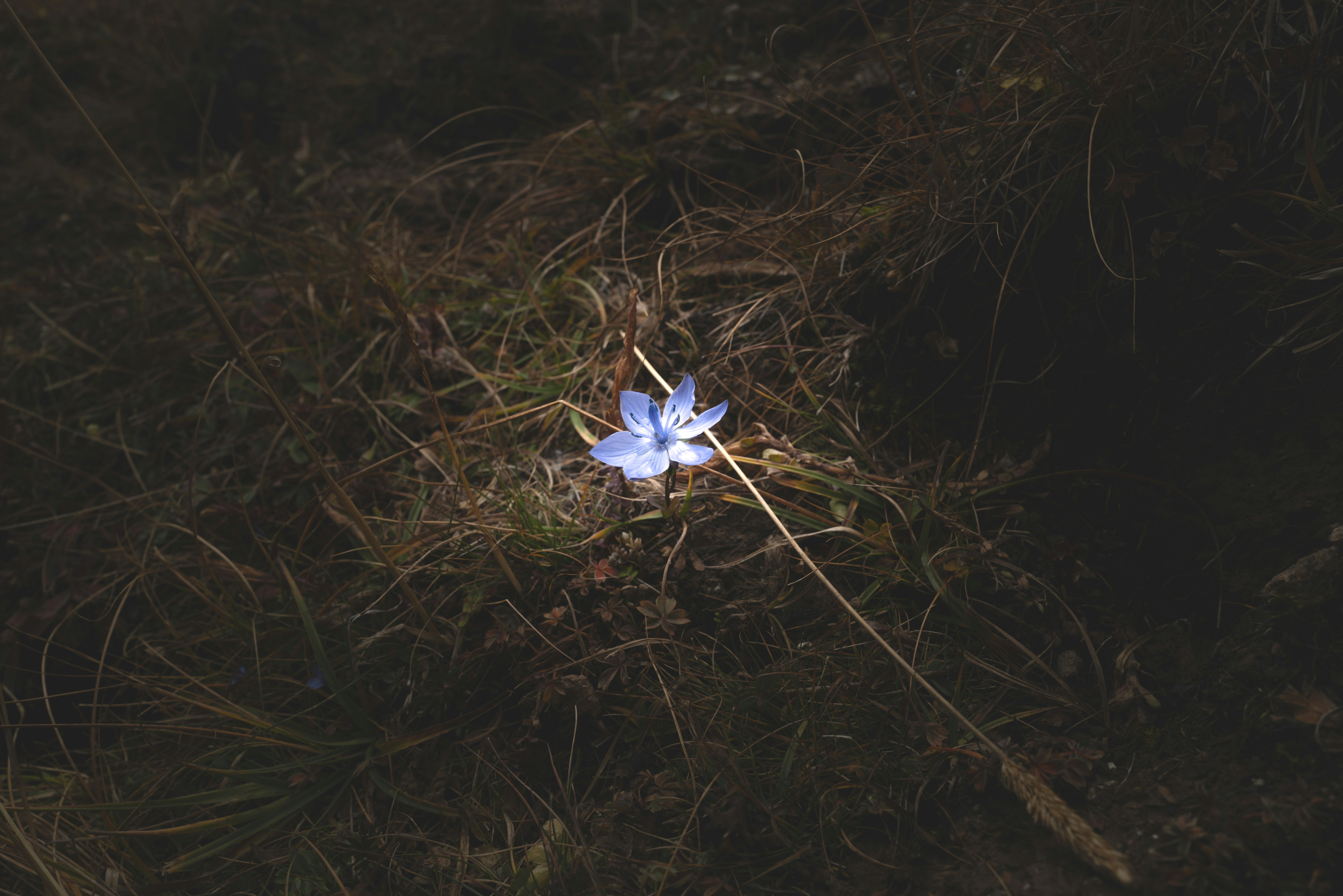 Blue Bloom in the Shadowed Grass