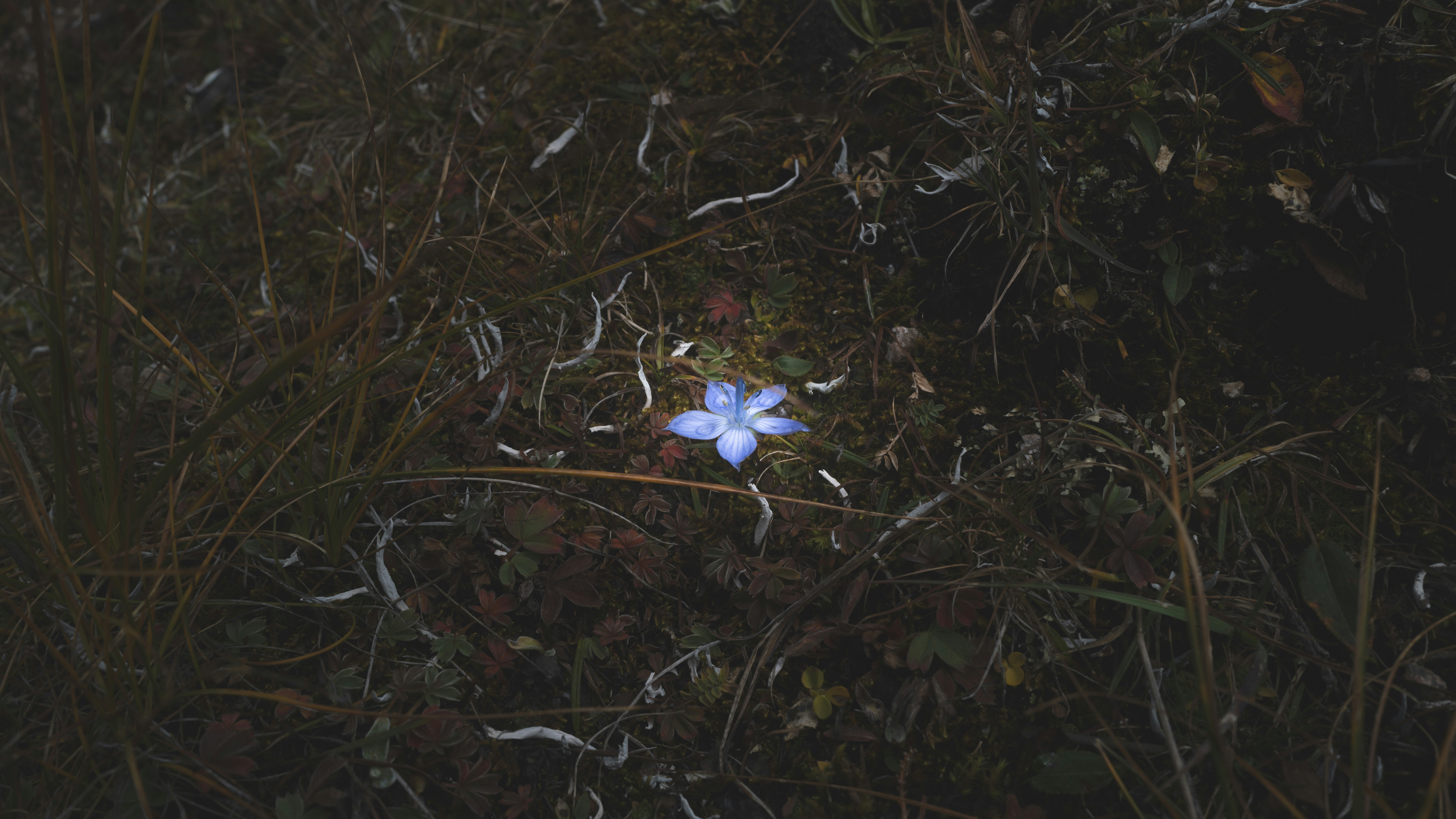 A lone blue flower shines softly amid dark foliage, drawing focus in a dim garden scene. A still, close-up nature shot reveals delicate petals against dense surroundings. (Note: this is a photographic still, not a painting or illustration).
