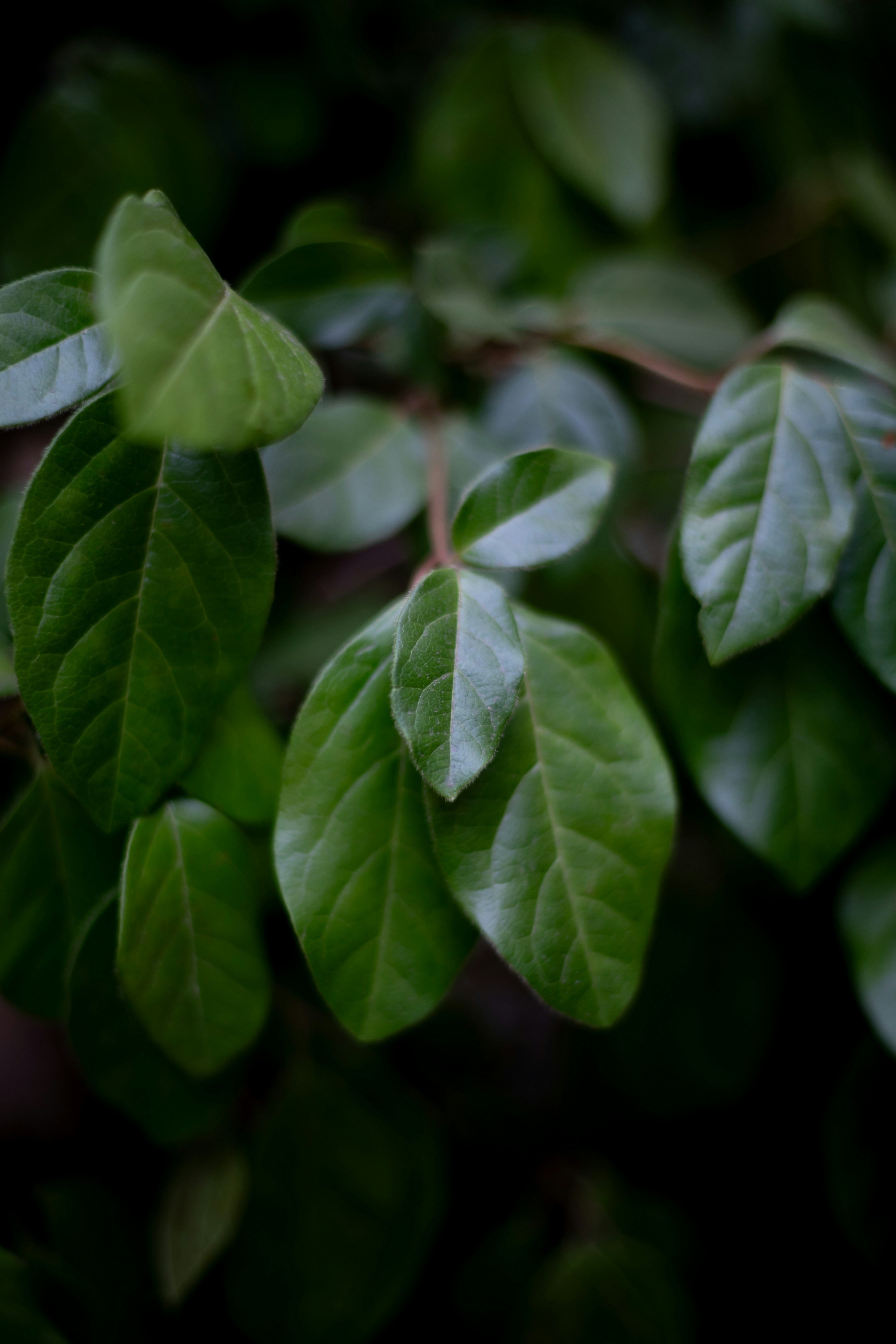 Emerald Veil: Close-Up of Dewy Foliage