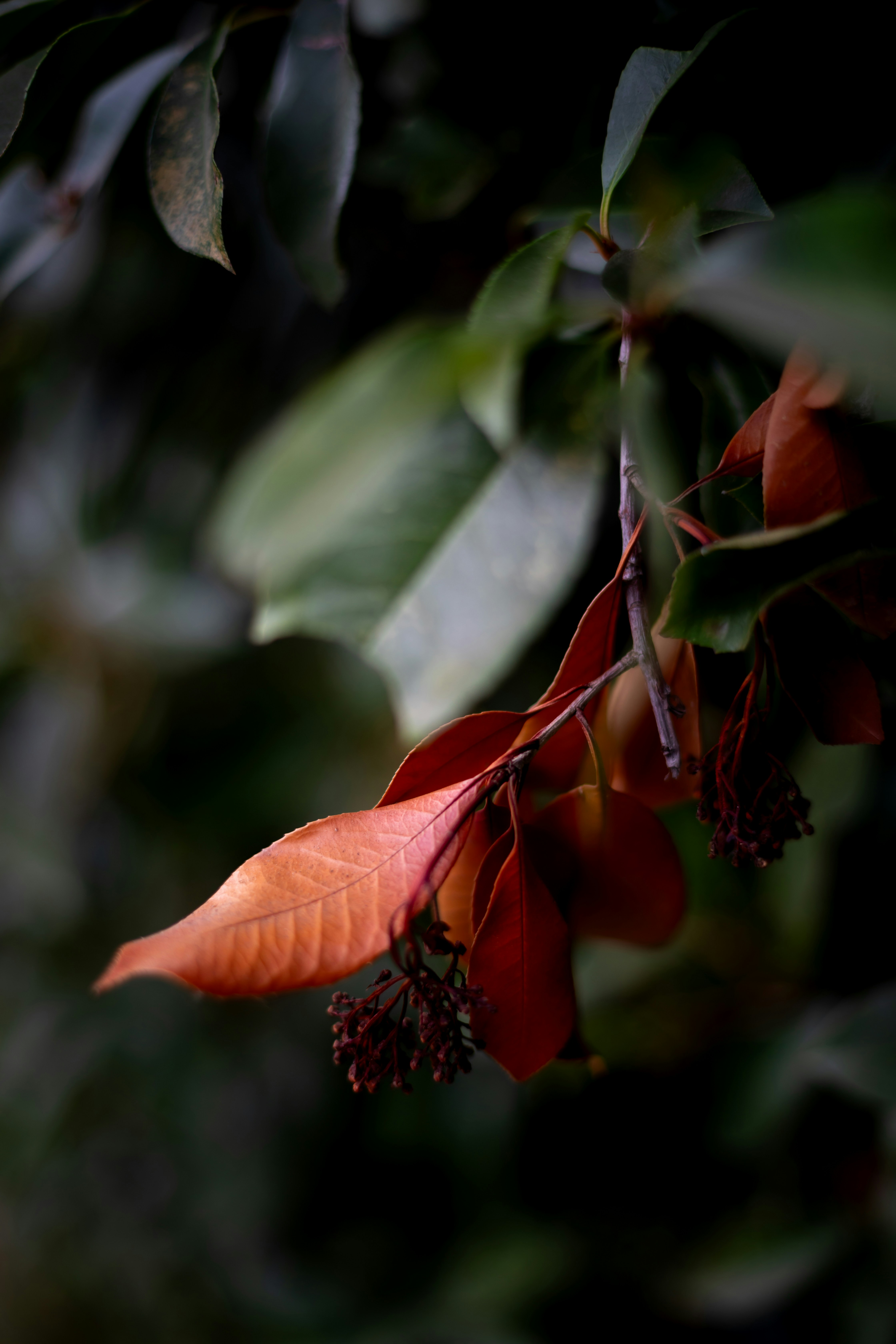 Autumnal Red Leaves Draped Over a Dimly Lit Branch
