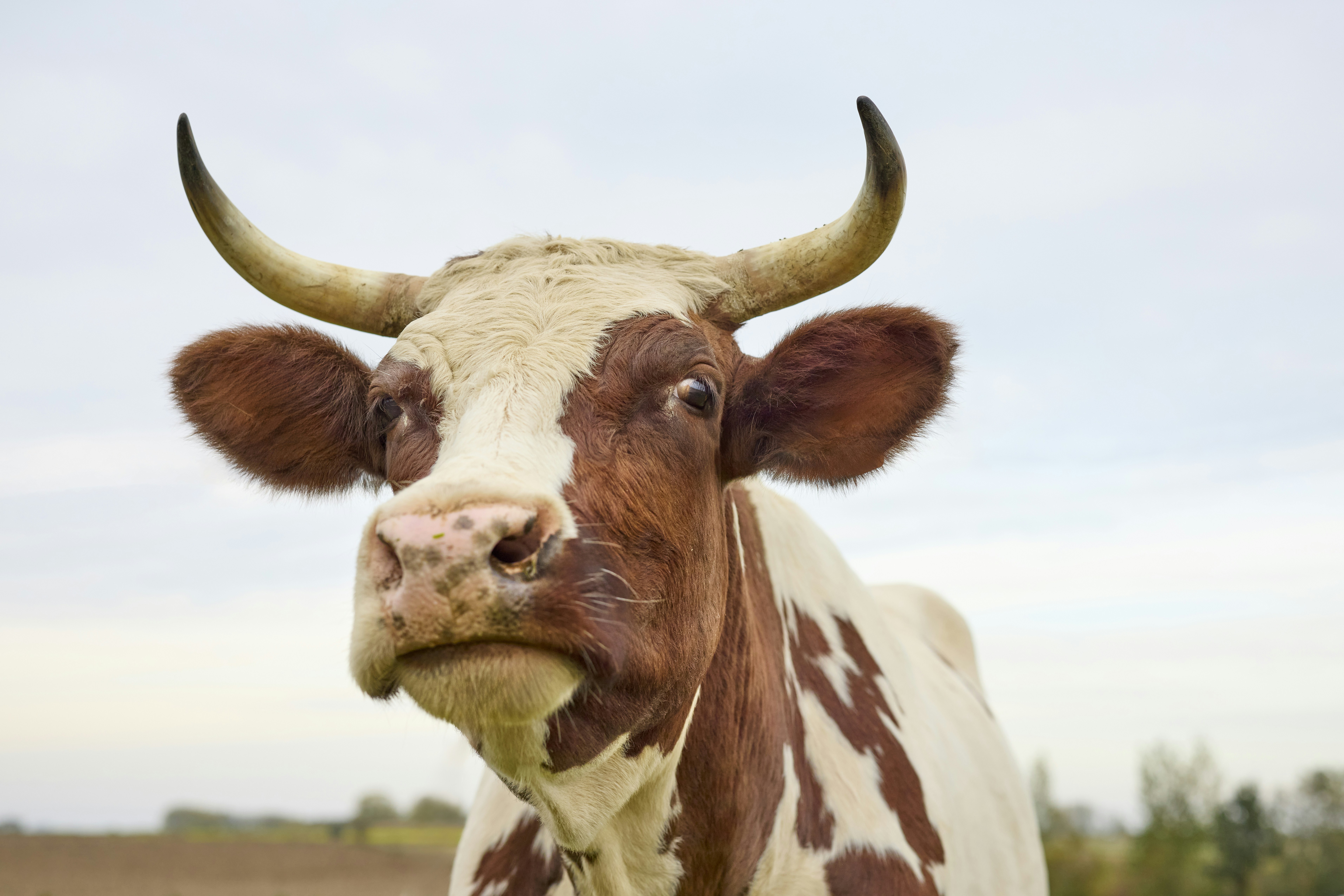 Portrait of a curious cow with lifted horns in a pastoral field