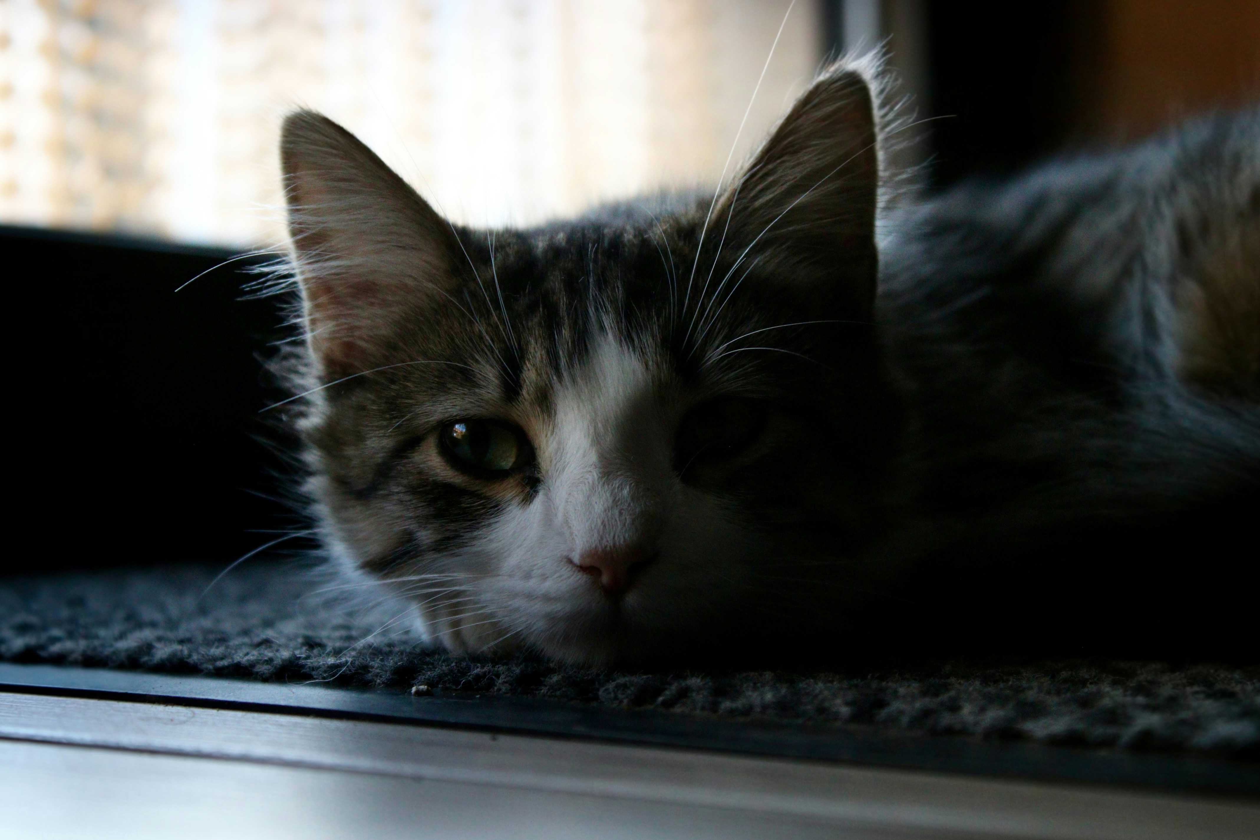 Low-Lying Slumber: A Cat Resting in a Dim Window Glow