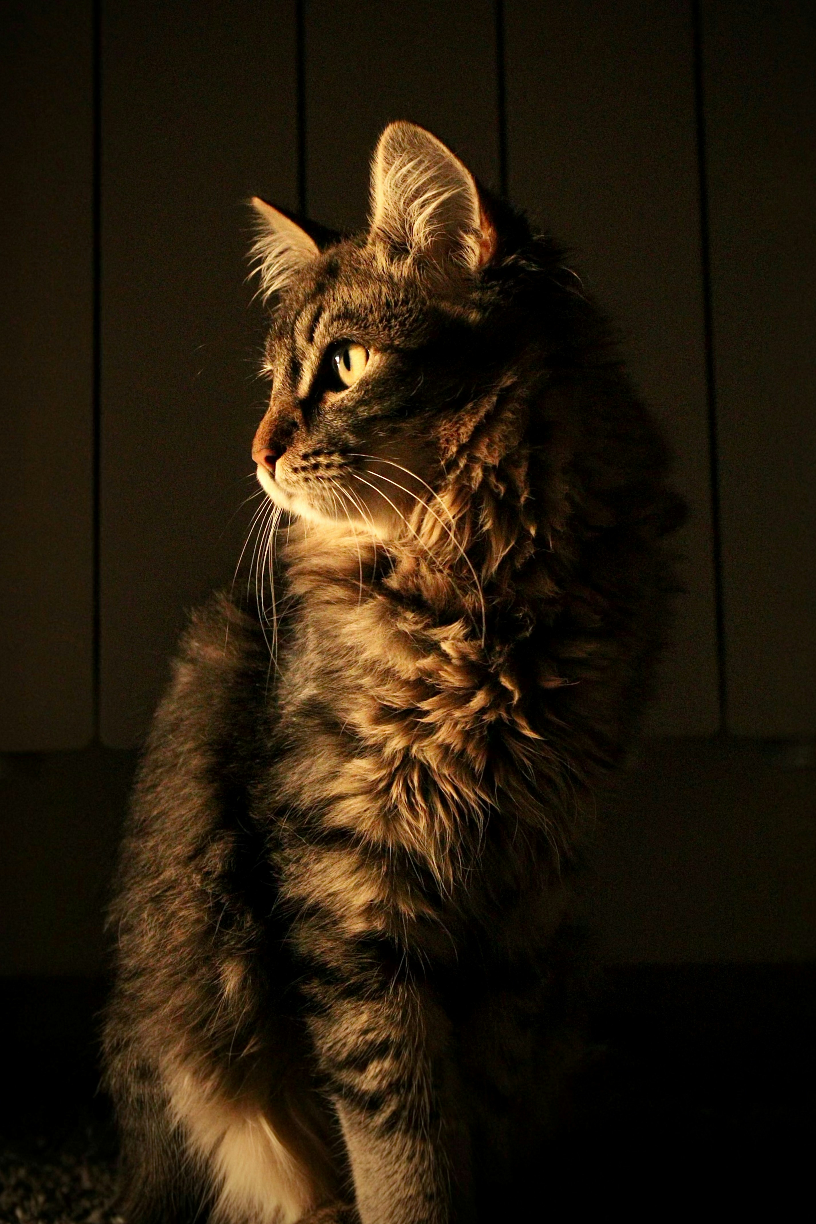 Portrait of a Curiously Lit Cat: Stare into the Quiet Gaze
