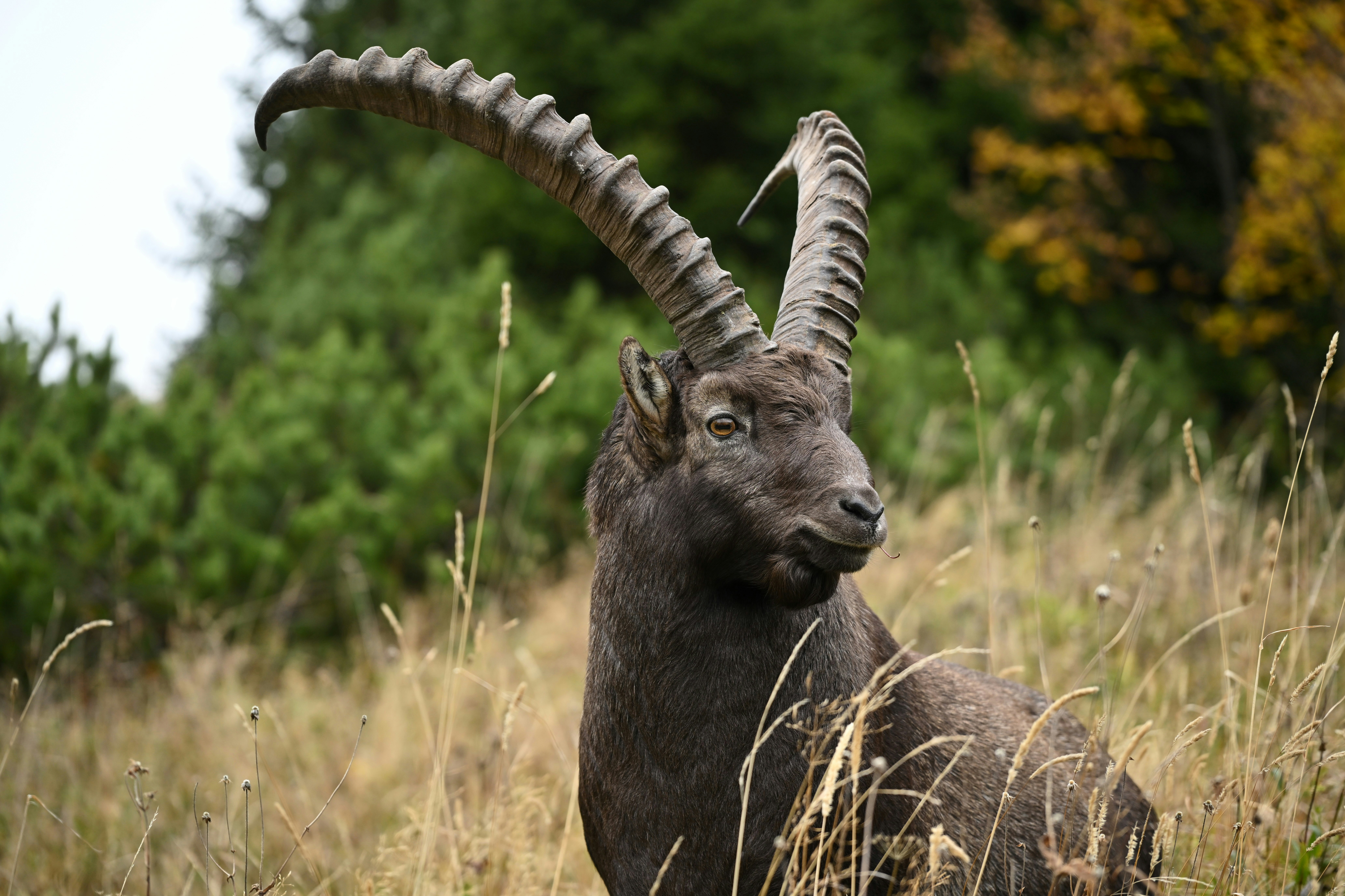 Majestic Ram in Golden Meadow with Curved Horns