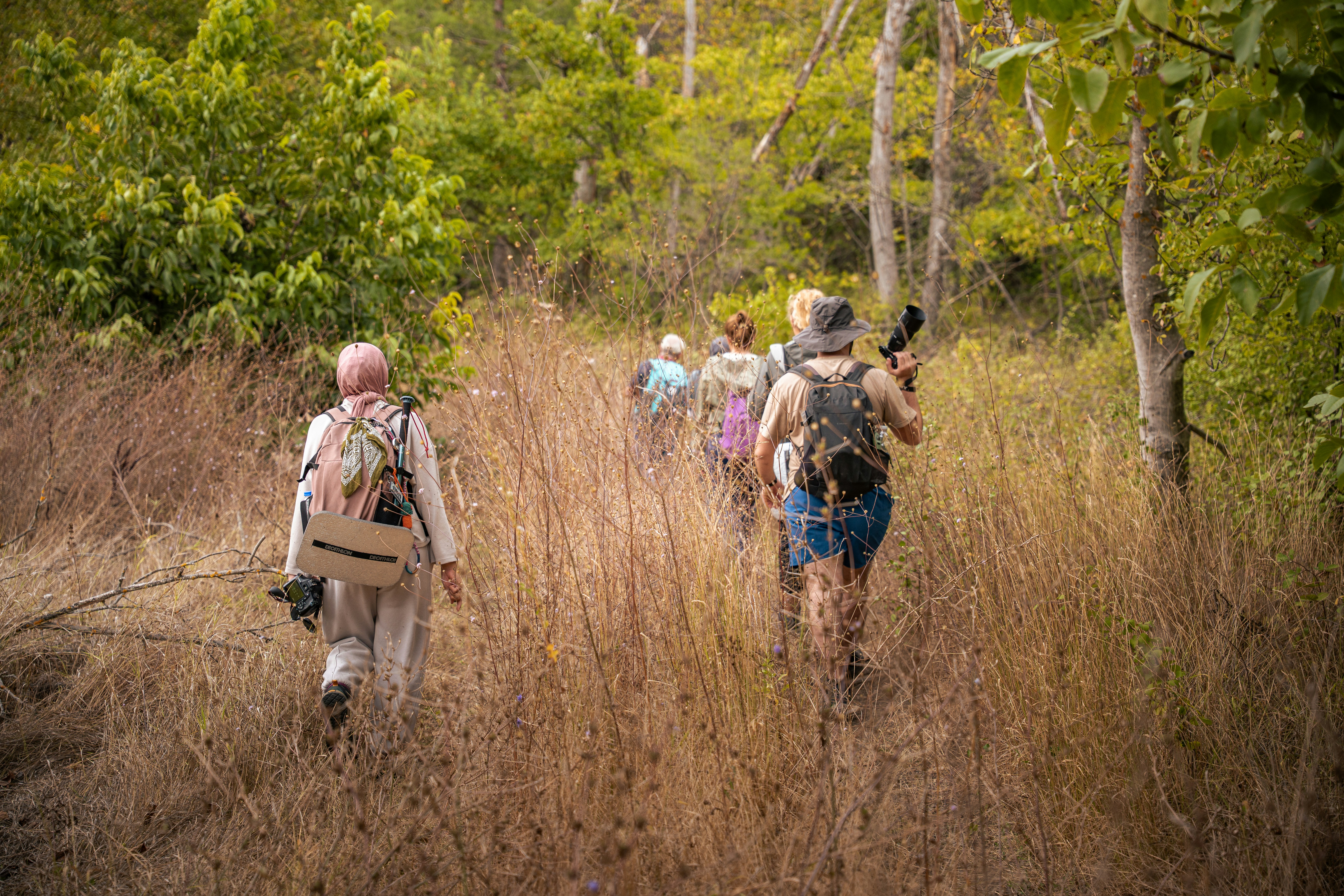 Hikers in a Golden Field: Following the Forest Edge