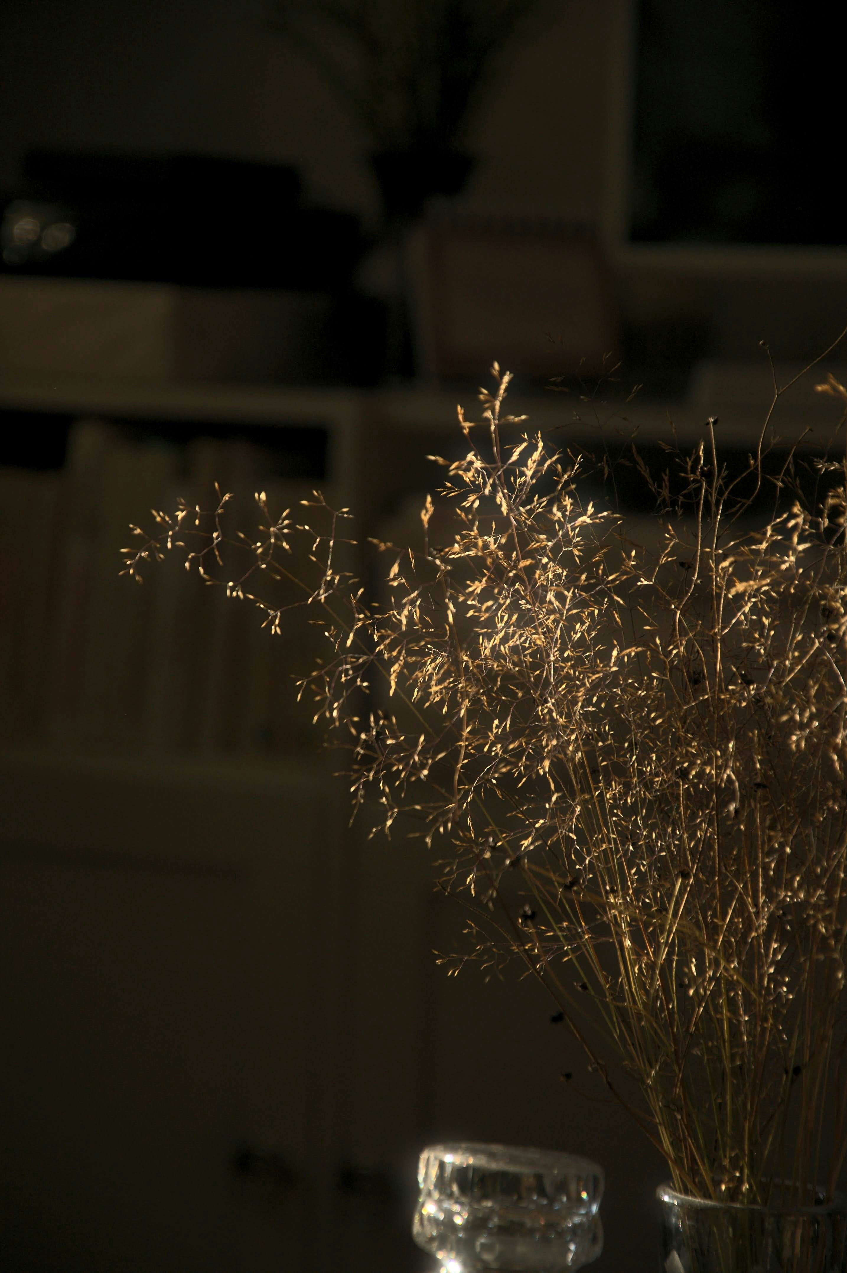 Moonlit Bloom: Dry Grass Whispering in a Night Kitchen