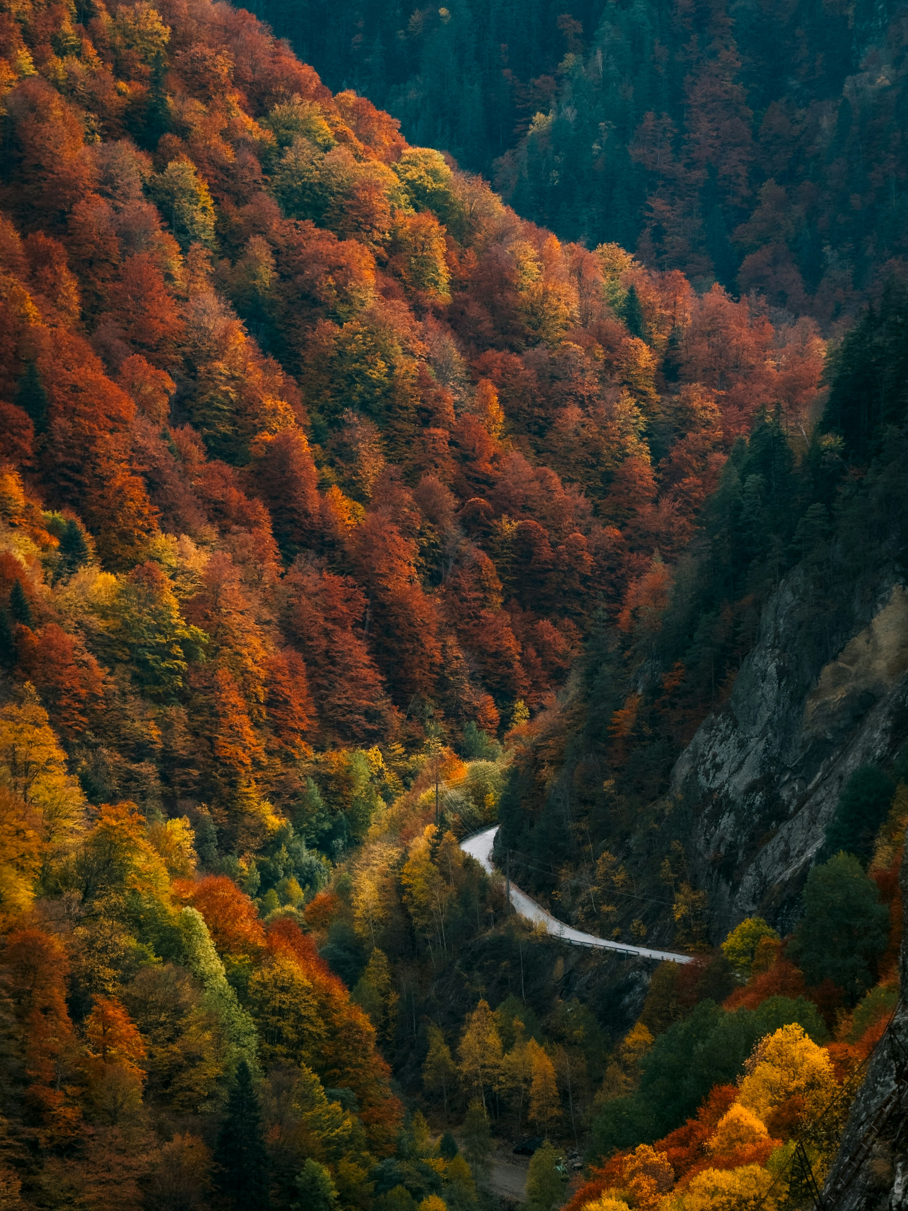 Autumn Canyon: A River Winding Through a Painted Forest