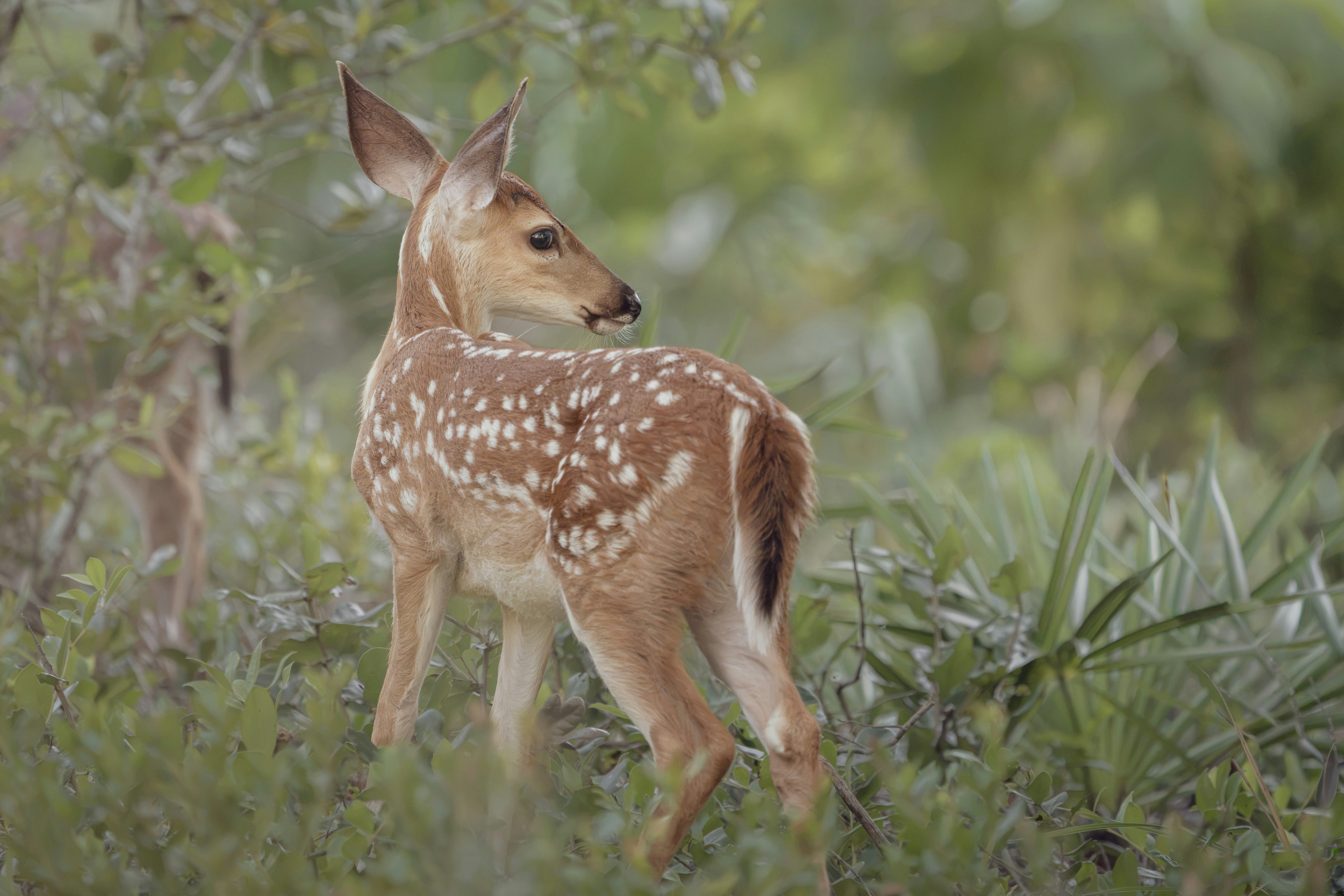 Whispering Fawn: A Young Deer in Quiet Underbrush