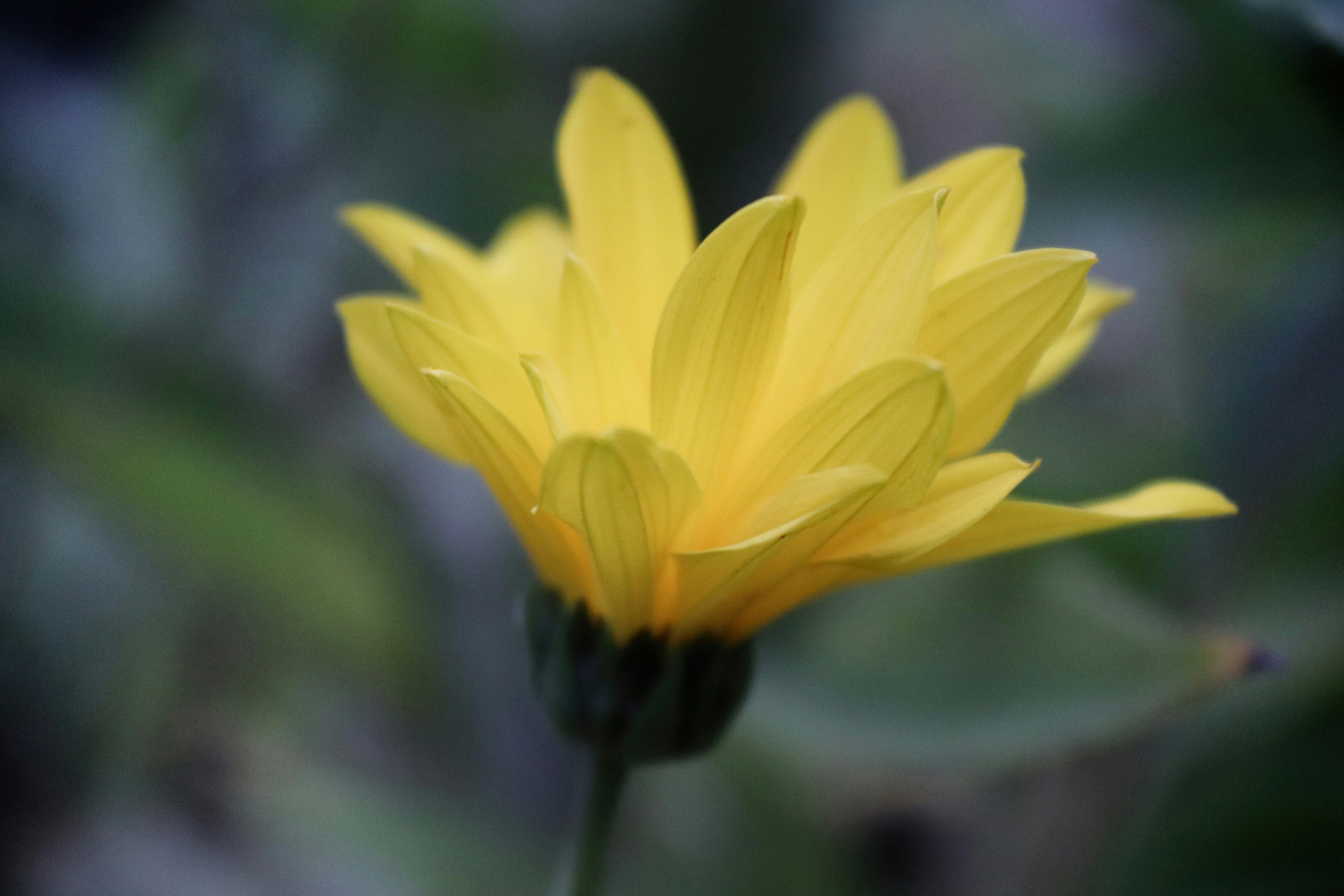 Golden Petal in Soft Focus Bloom
