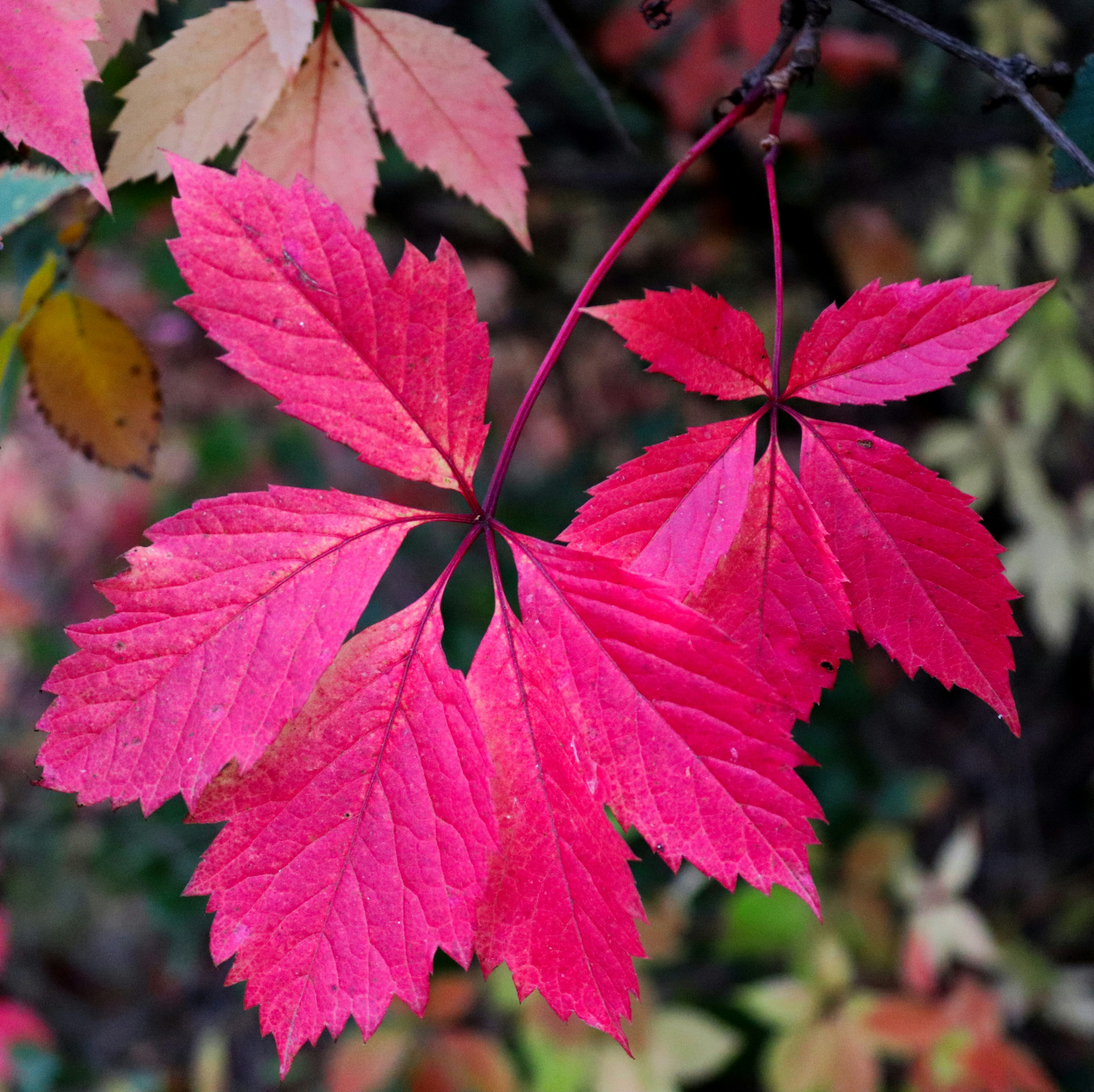 Crimson Autumn: A Cluster of Vermilion Leaves in Focus