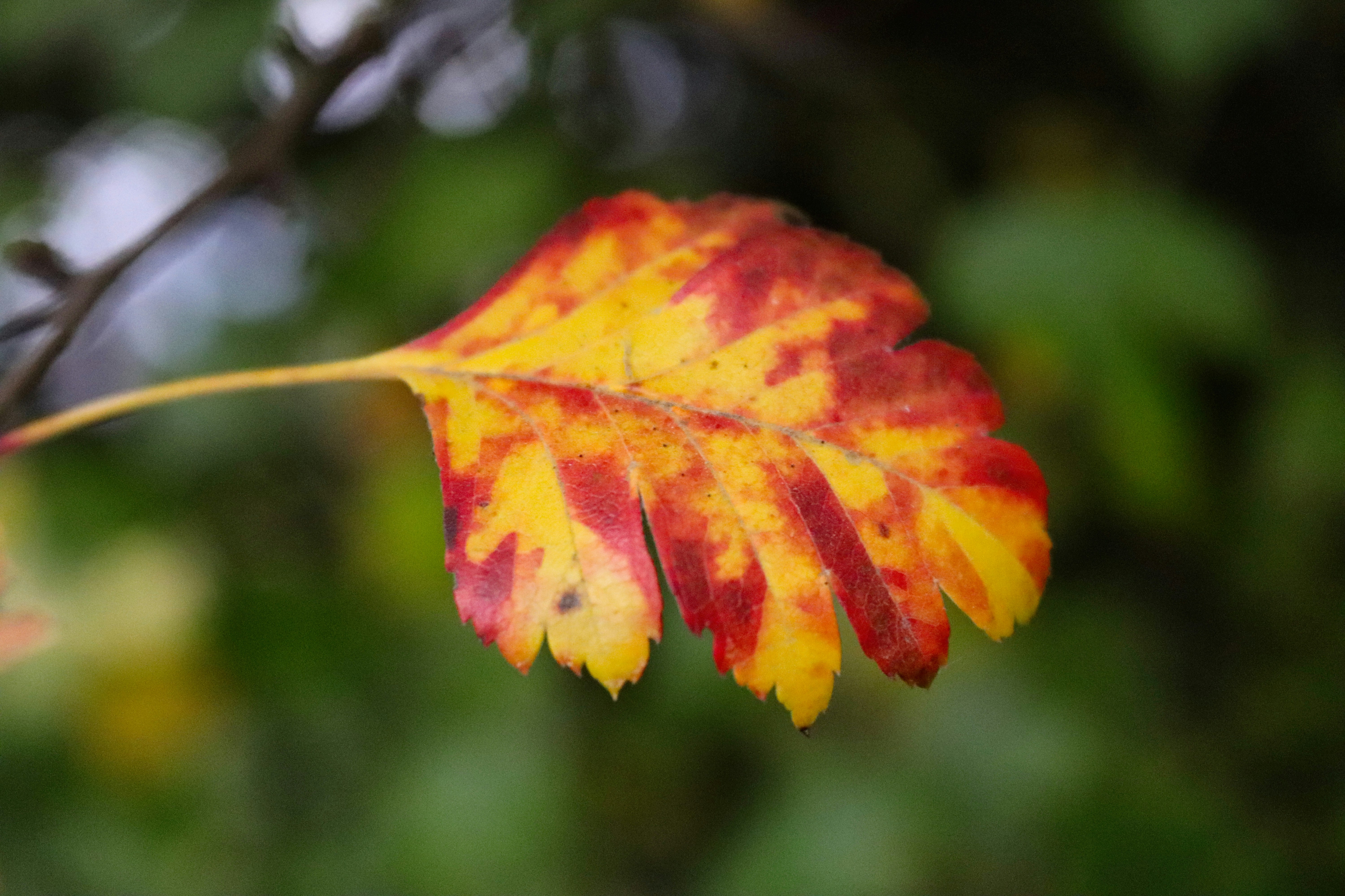 Autumn Leaf in Focus: A Fiery Swath on a Quiet Branch