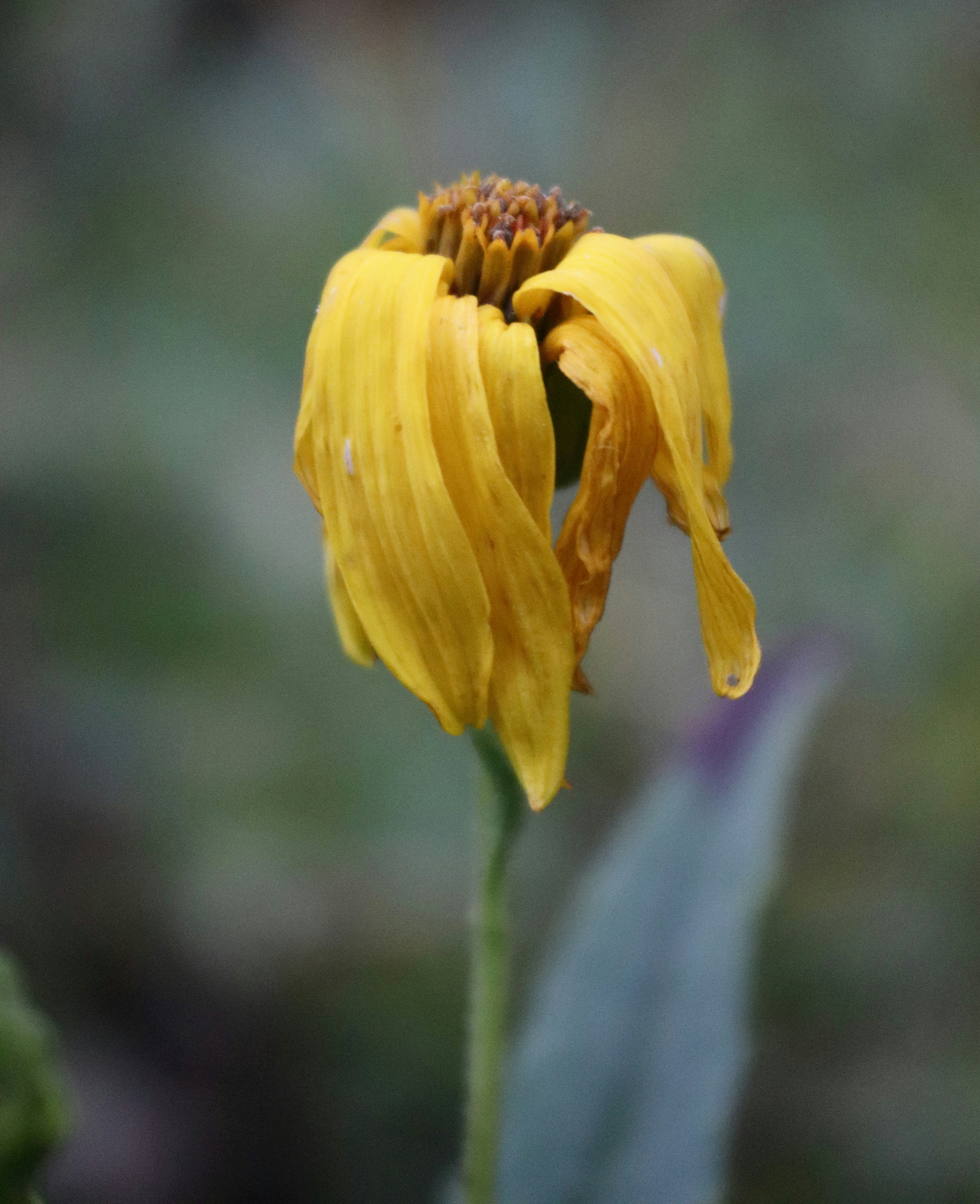 Withered Yellow Bloom: A Lone Flower in Soft Blur