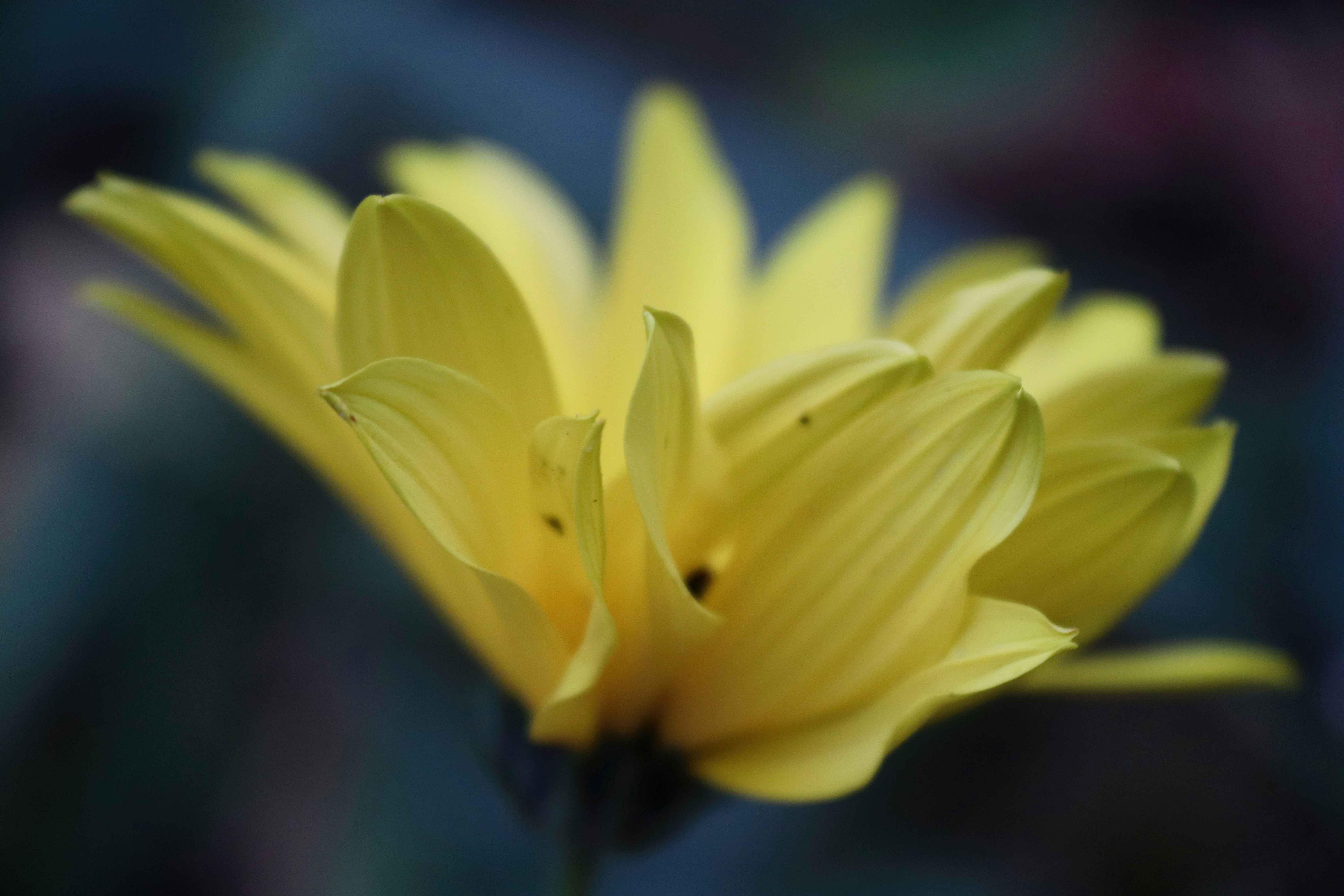 Amber Bloom: a close-up of a sunny-yellow bloom leaning toward the lens