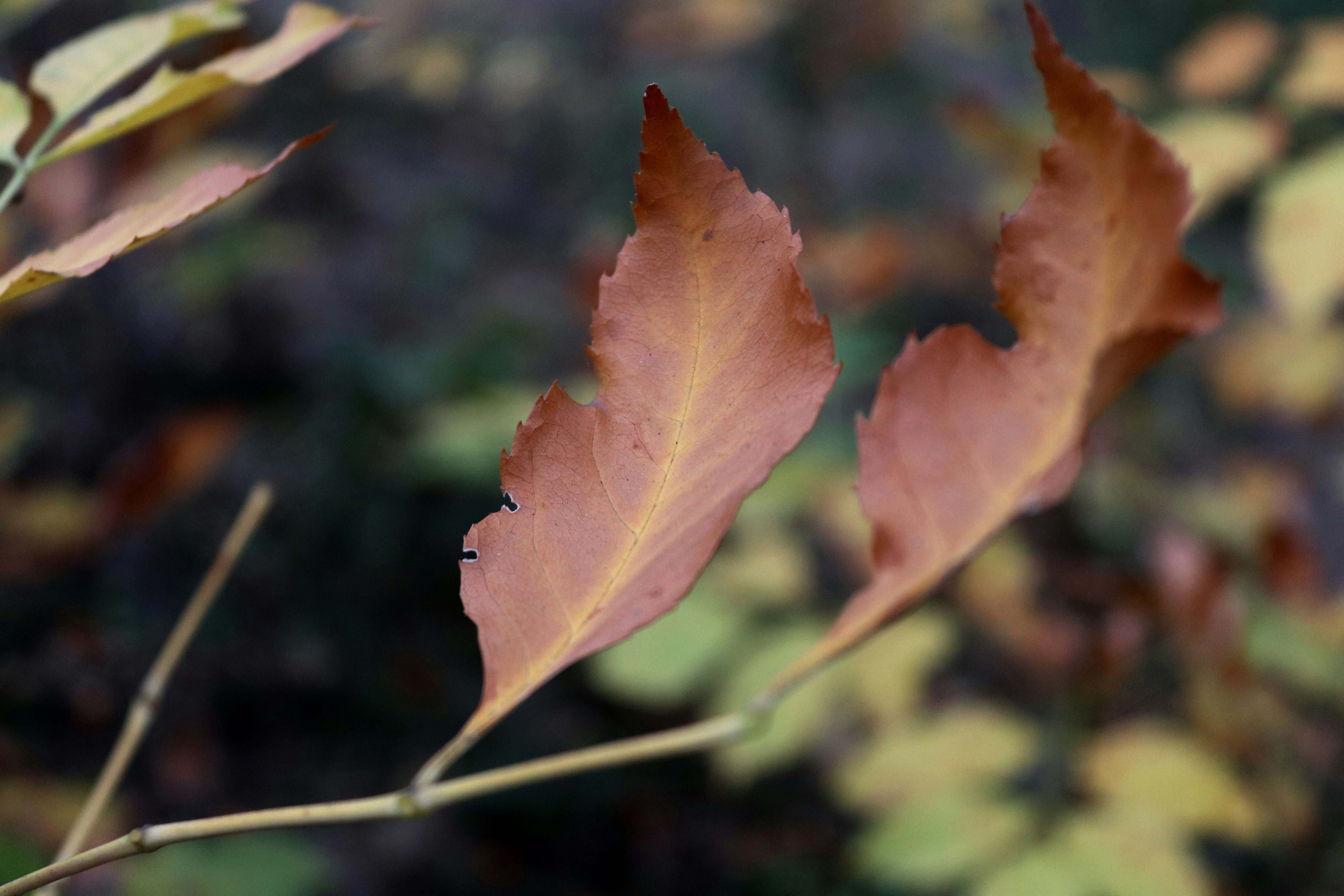 Autumn Leaf in Focus: Subtle Color Gradient on a Delicate Edge