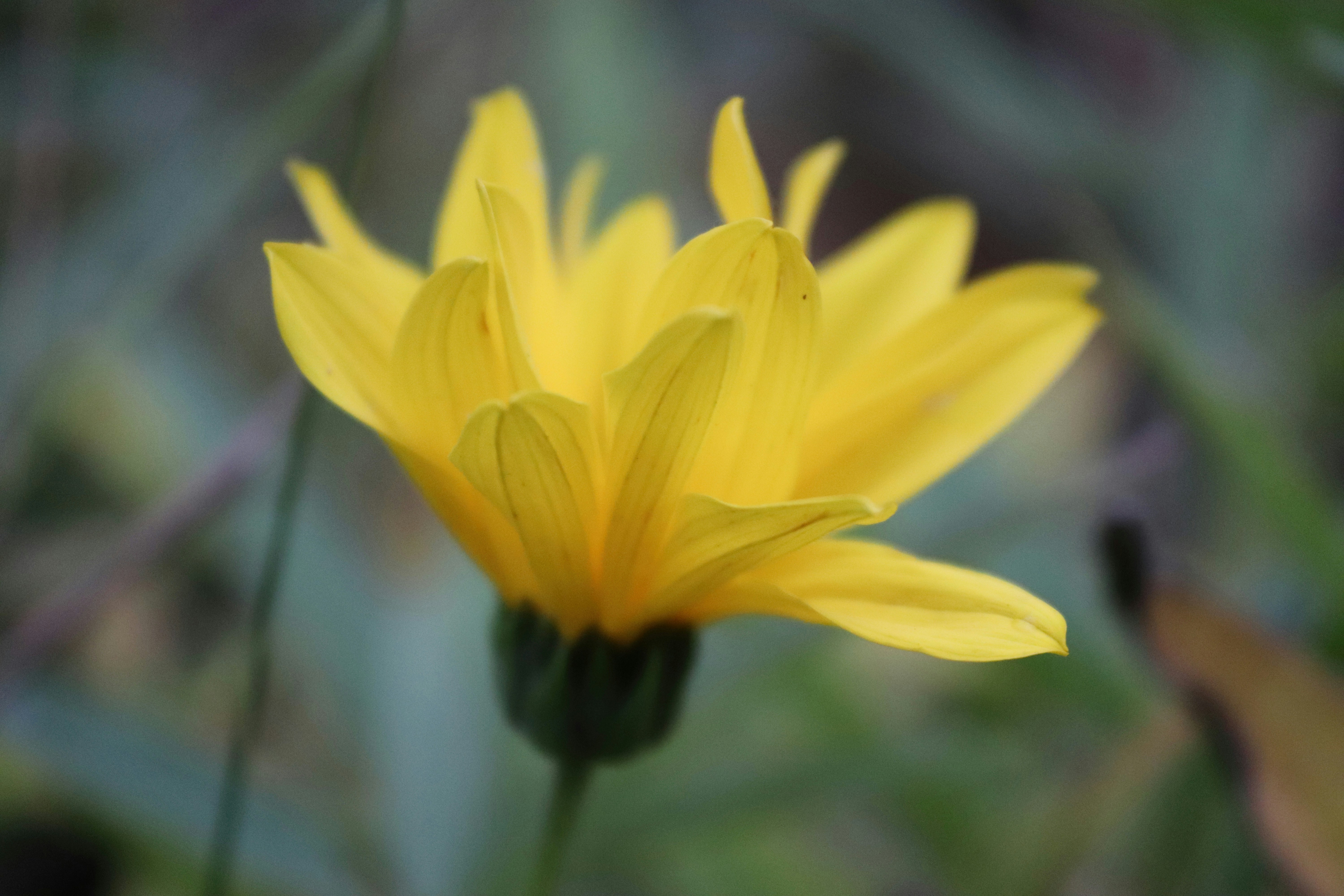 Yellow bloom center stage: a close-up of sunlit petals against a muted backdrop