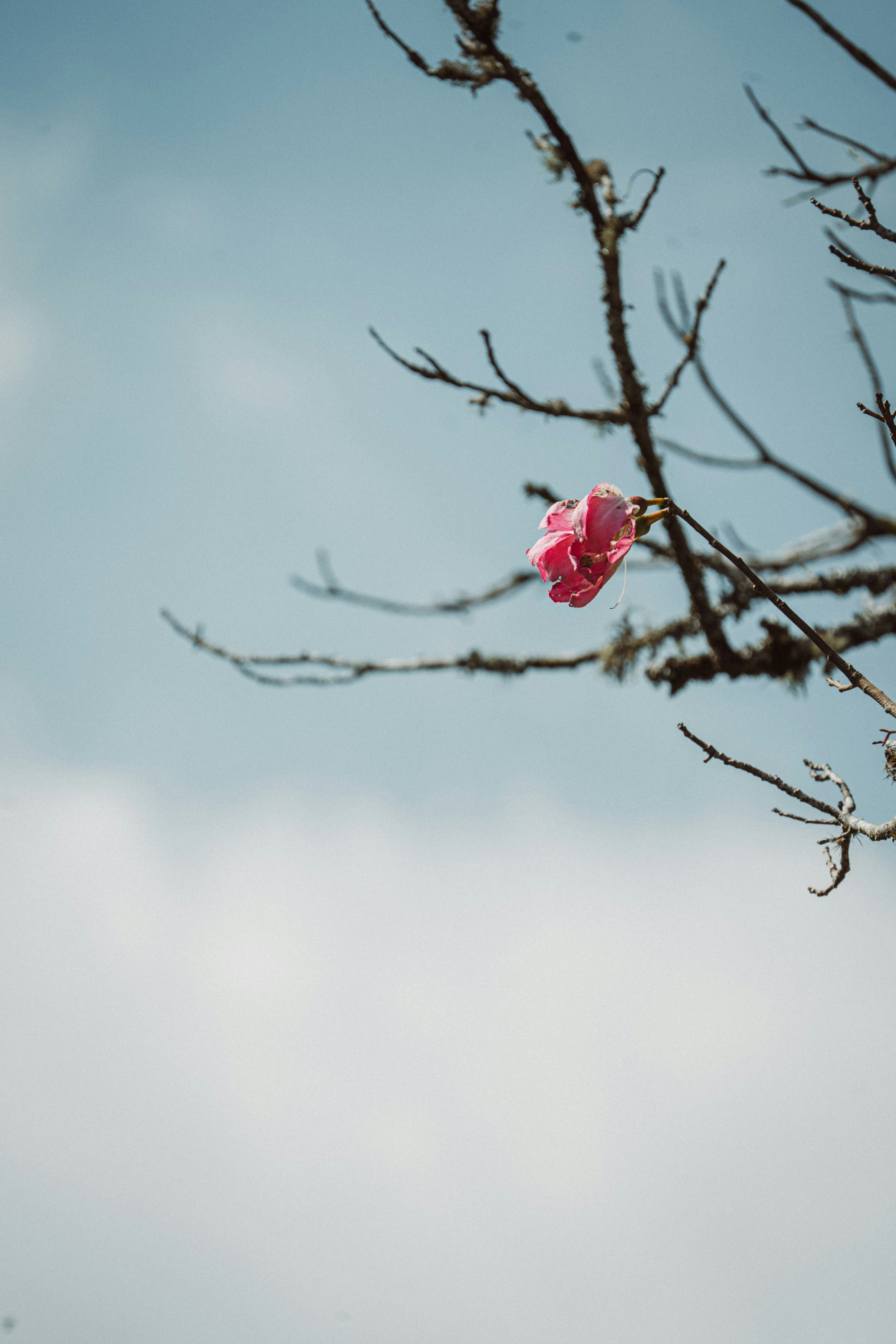 Pink Blossom Adrift on a Bare Branch Against Sky
