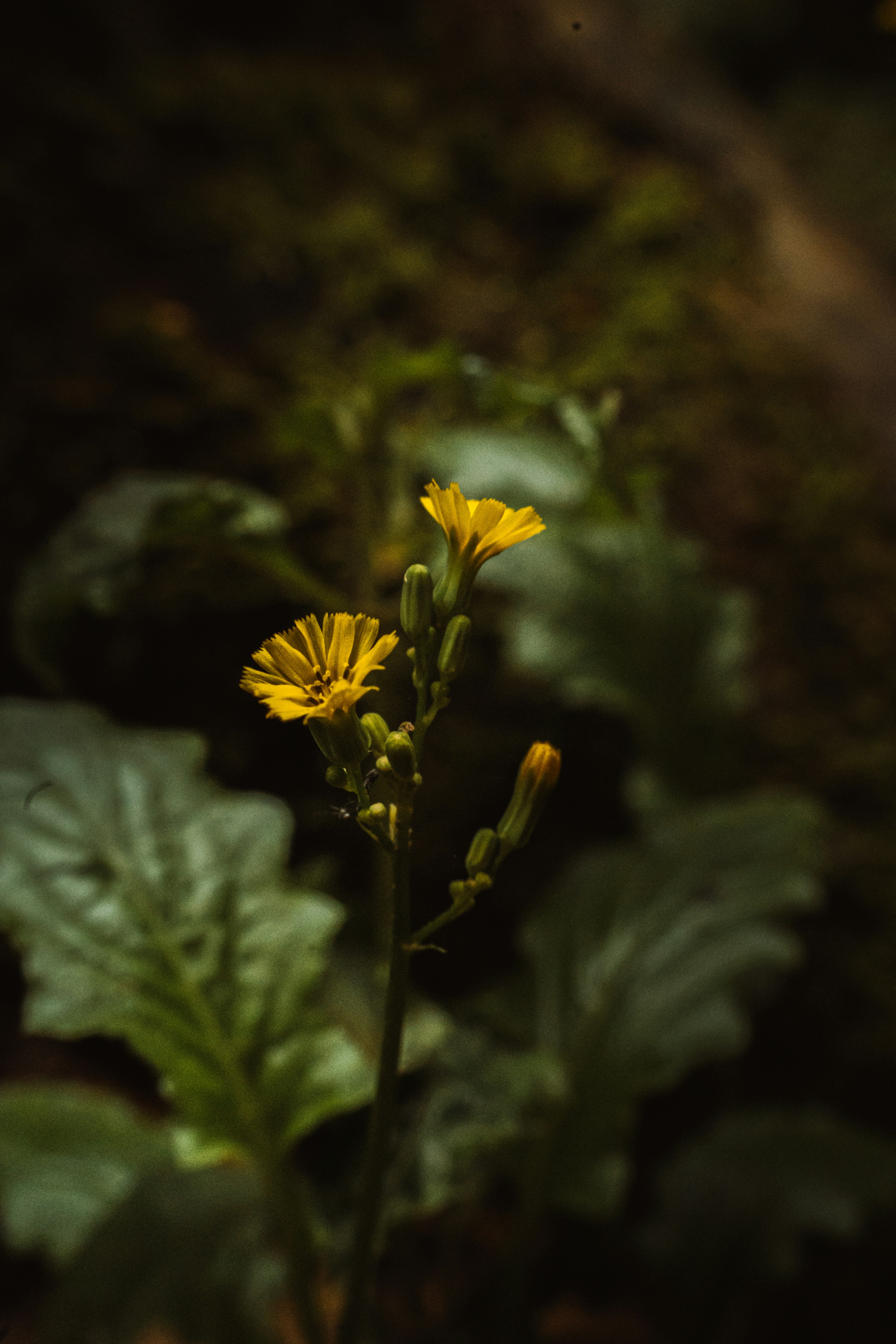 Golden bloom in a shadowed undergrowth