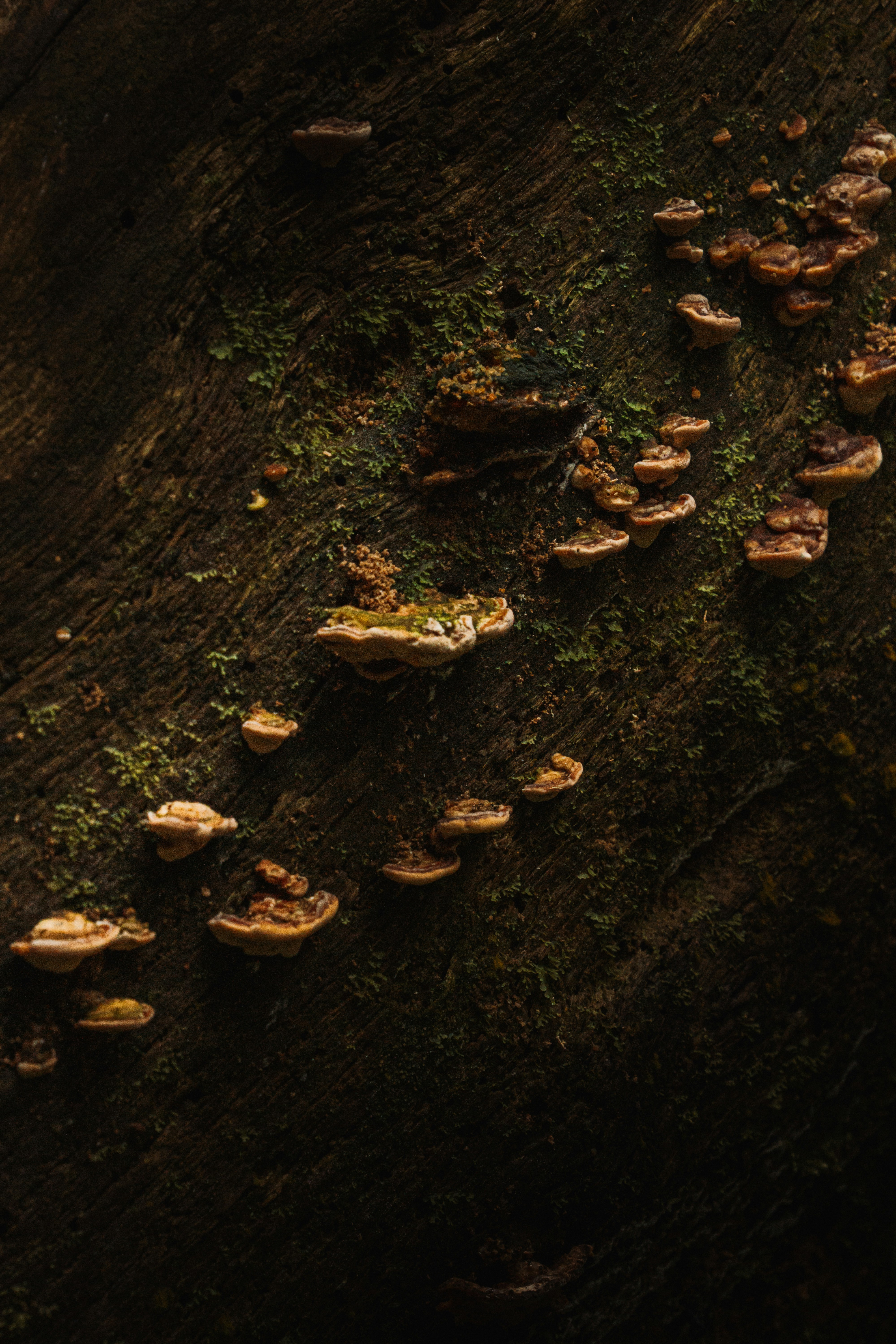 Tiny Shelf of Fungi on Moss-Cridden Wood