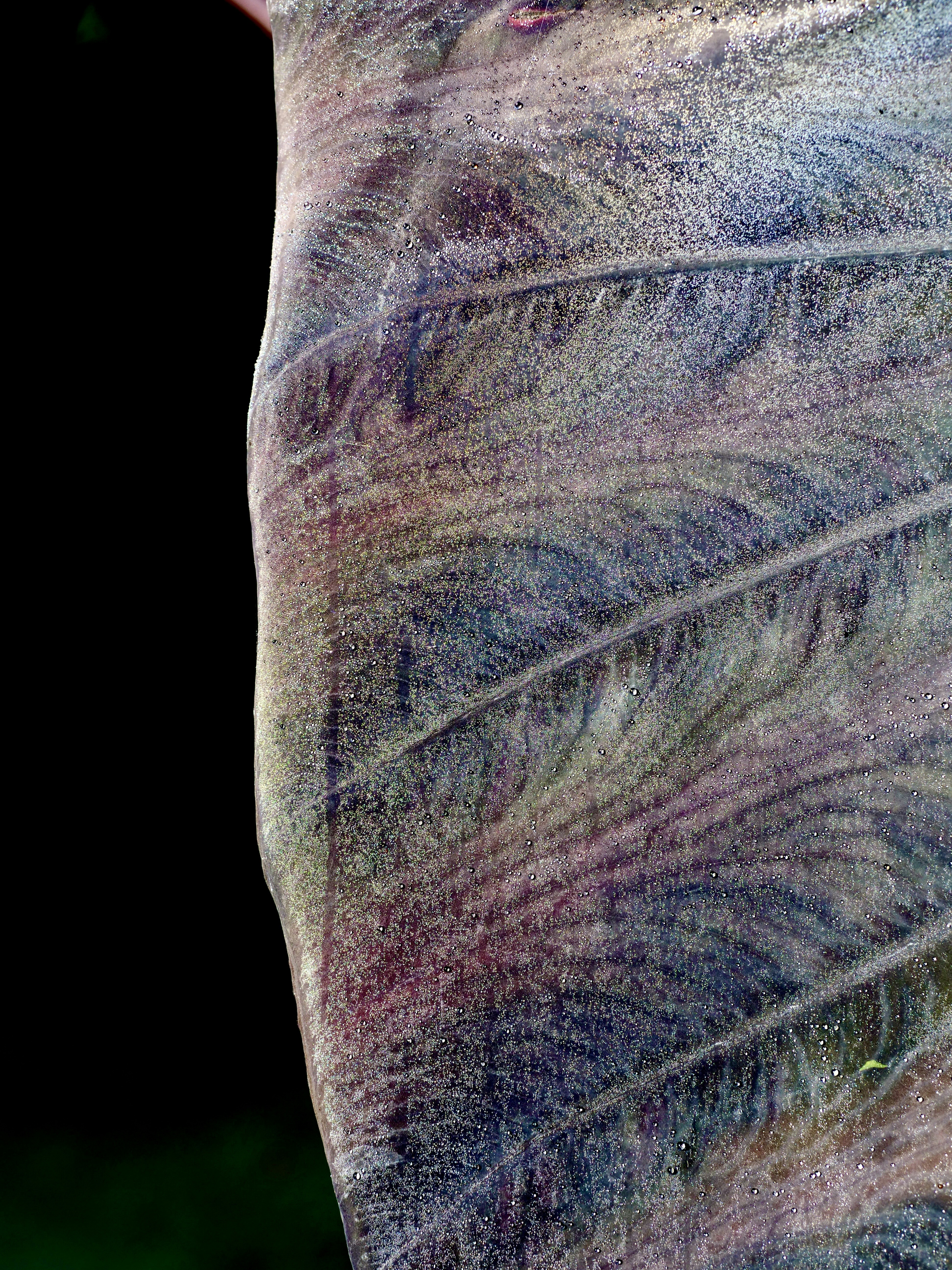 Macro capture of a frost-dusted leaf surface, revealing intricate venation and iridescent texture against a dark background.