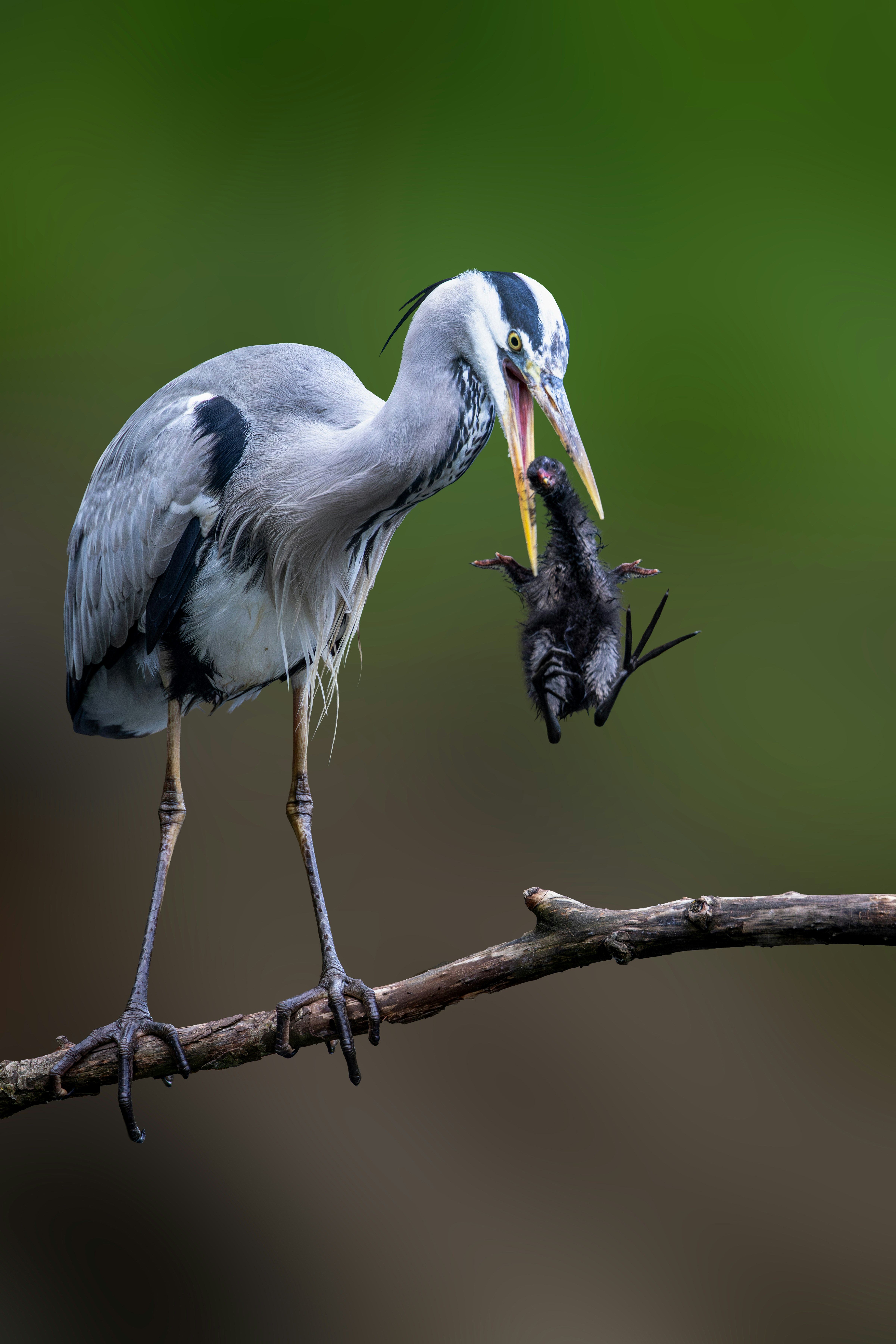 Heron’s Bold Prey: A Sharp Beak Snatches a Creature from Flight