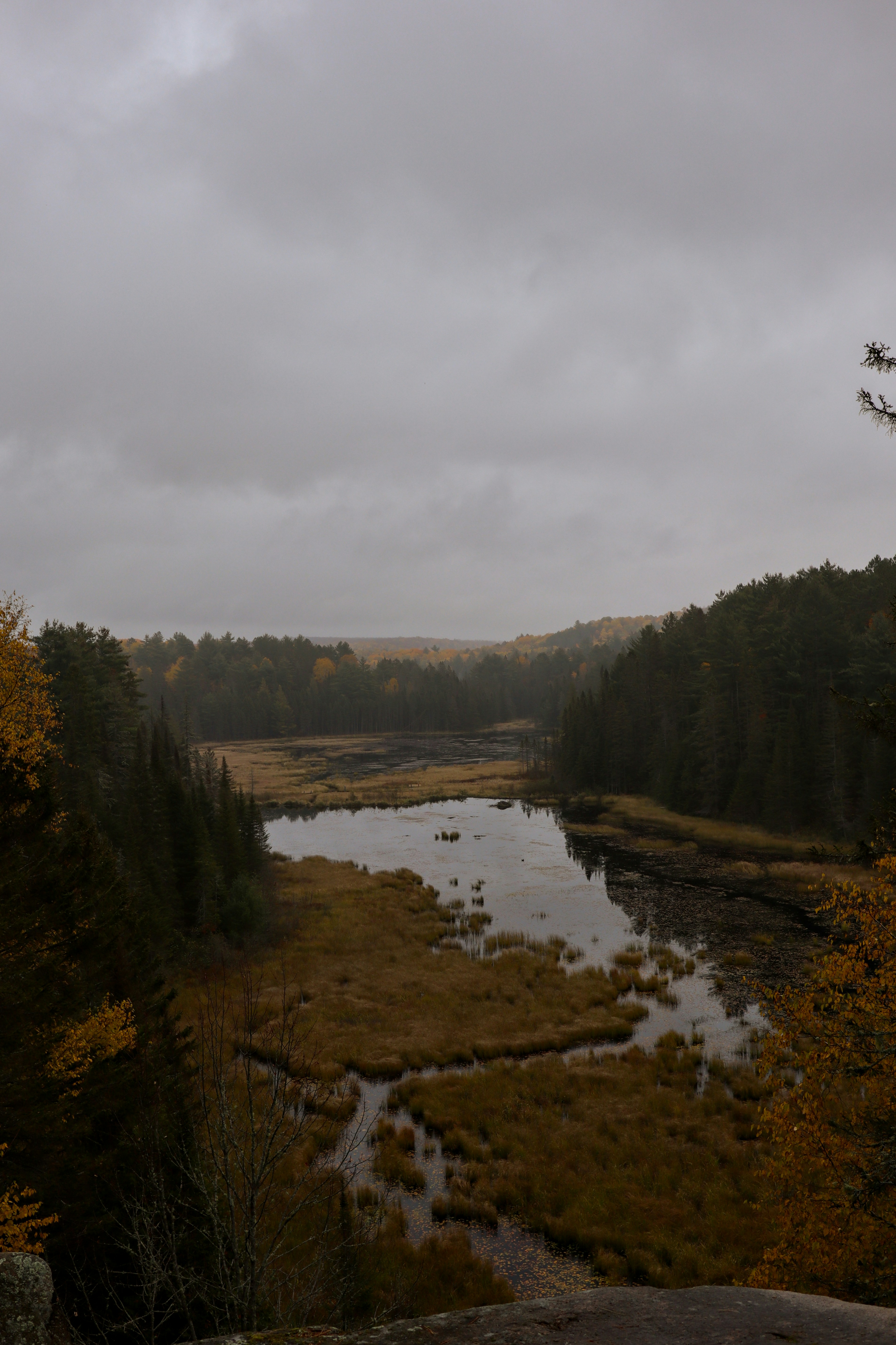 Muted autumn river scene winding through a marshy valley framed by pine trees and golden foliage.