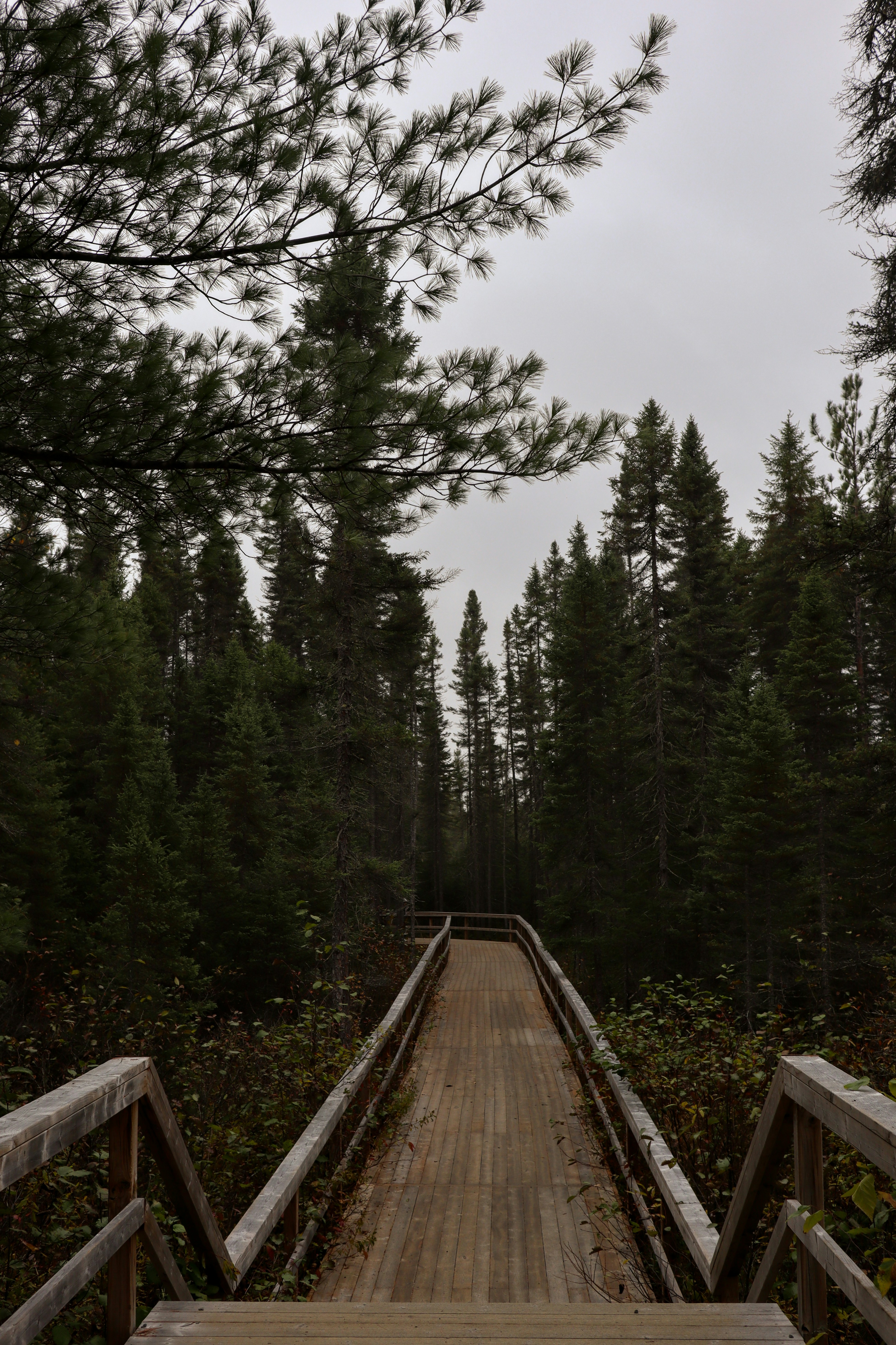 Bridge to the Pines: A Quiet Woodland Crossing
