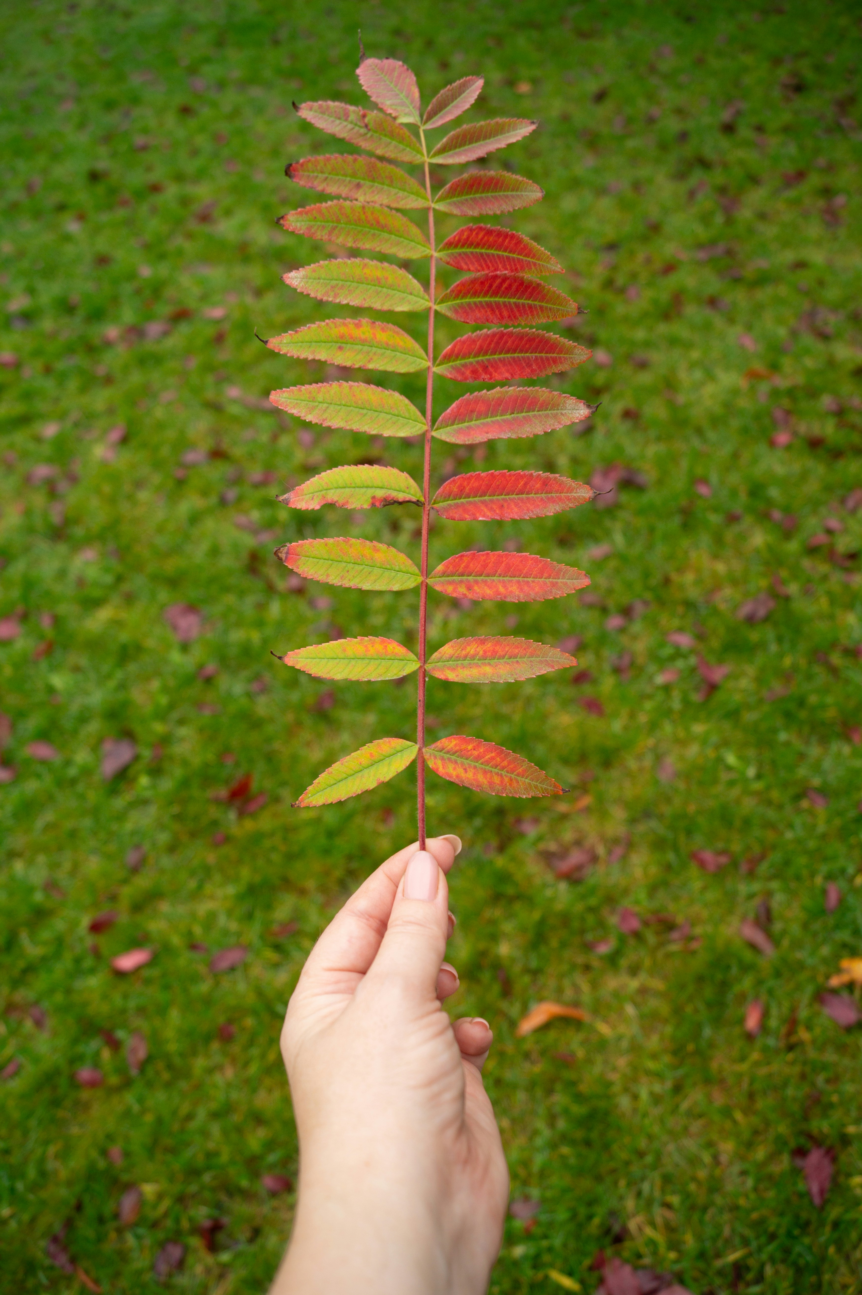 Crimson-to-Chartreuse: A Handheld Branch Elevates Autumn