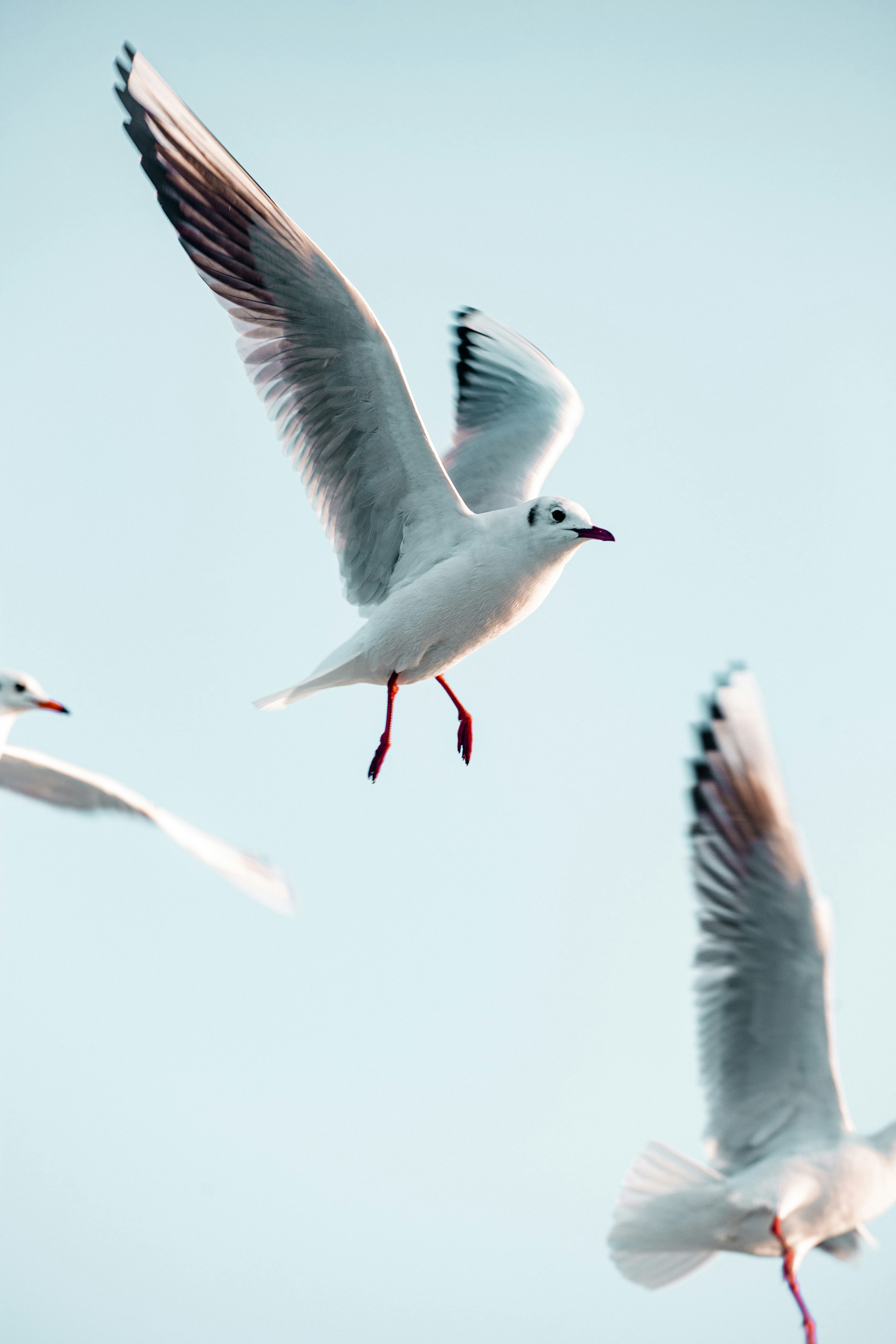 Wingbeat Symphony: Seabirds in Free Flight Against a Clear Sky