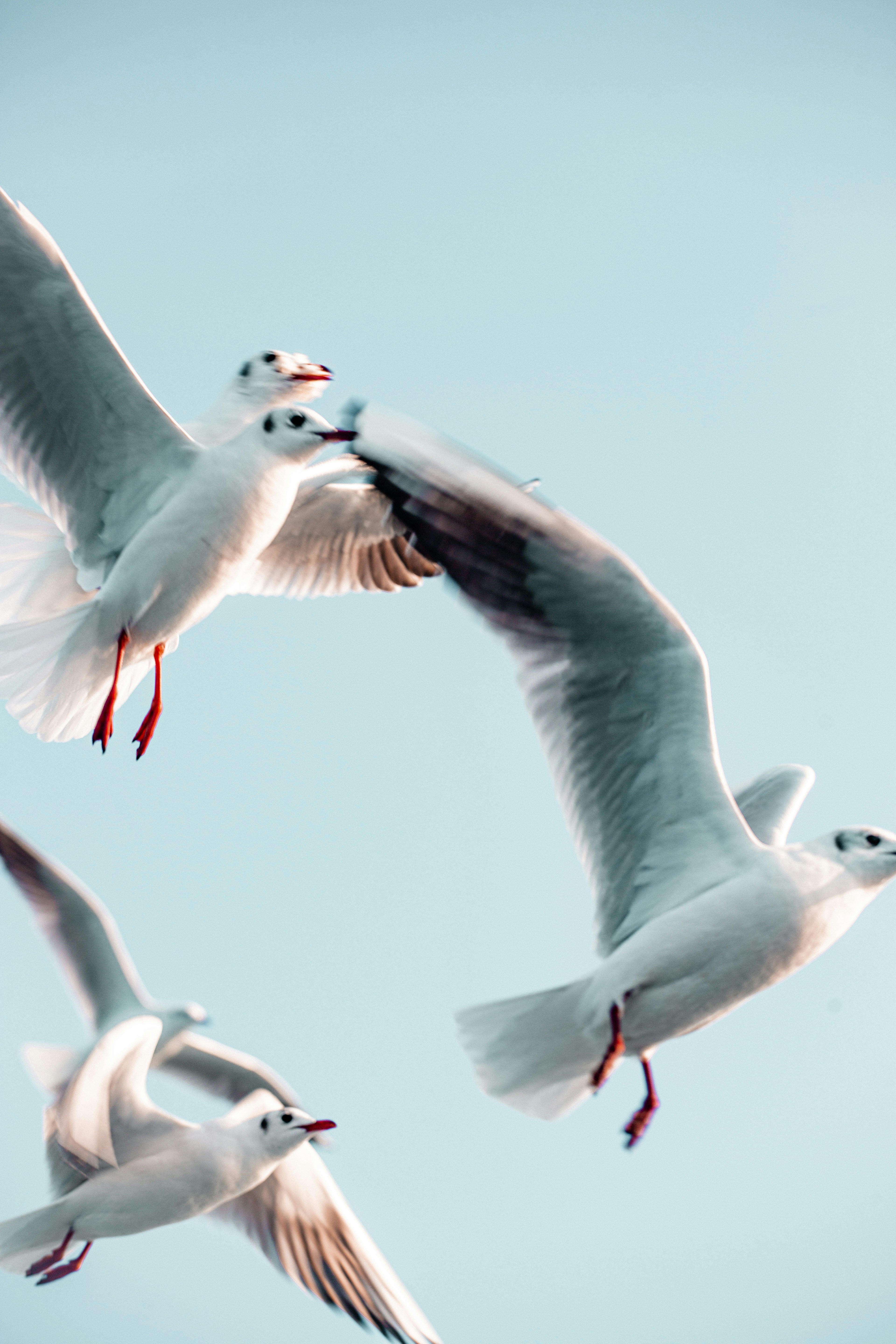 Winged Commoners in Flight: A Vivid Moment of Seabirds in Calm Air