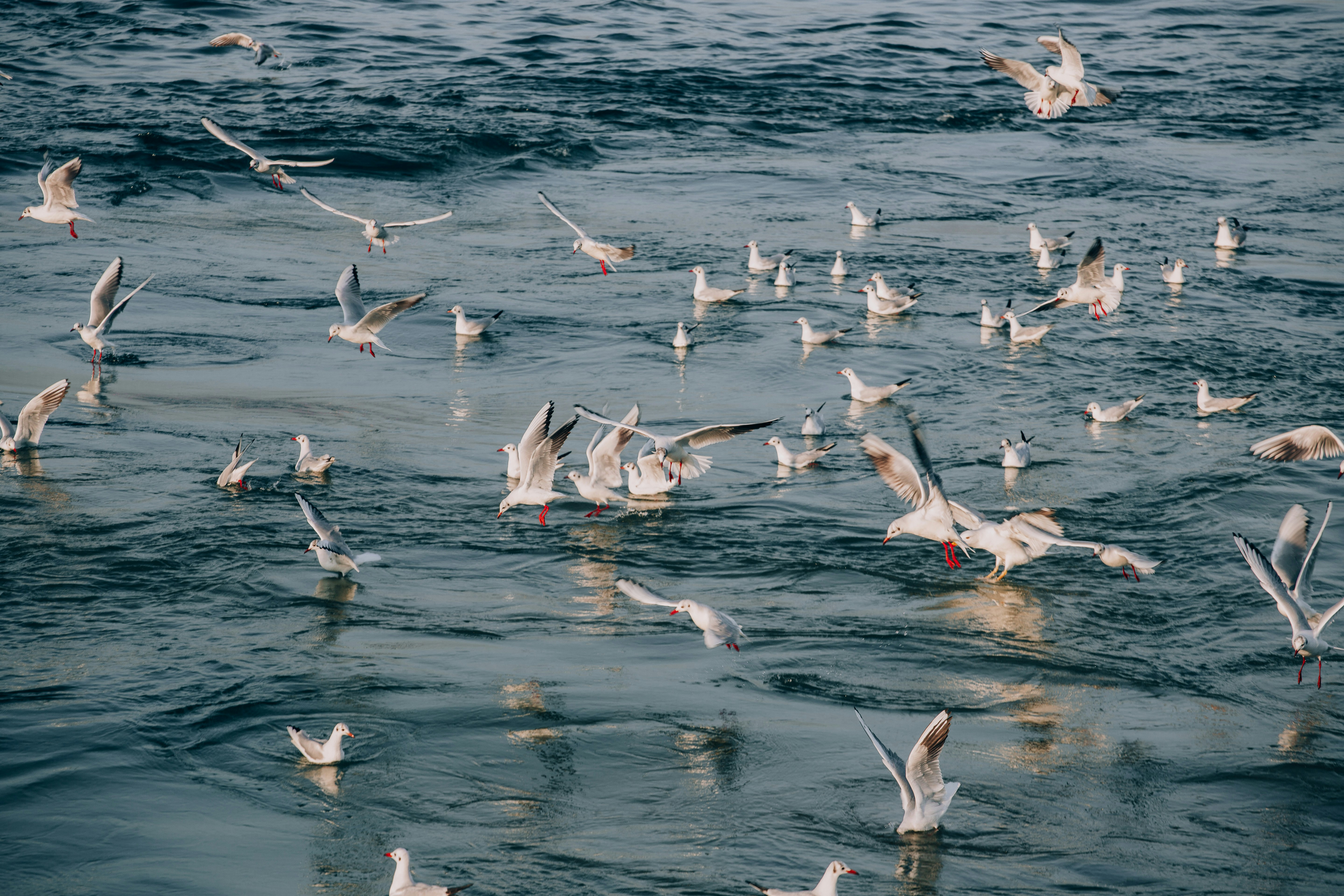 V formation of sea gulls over rippling blue-green surf