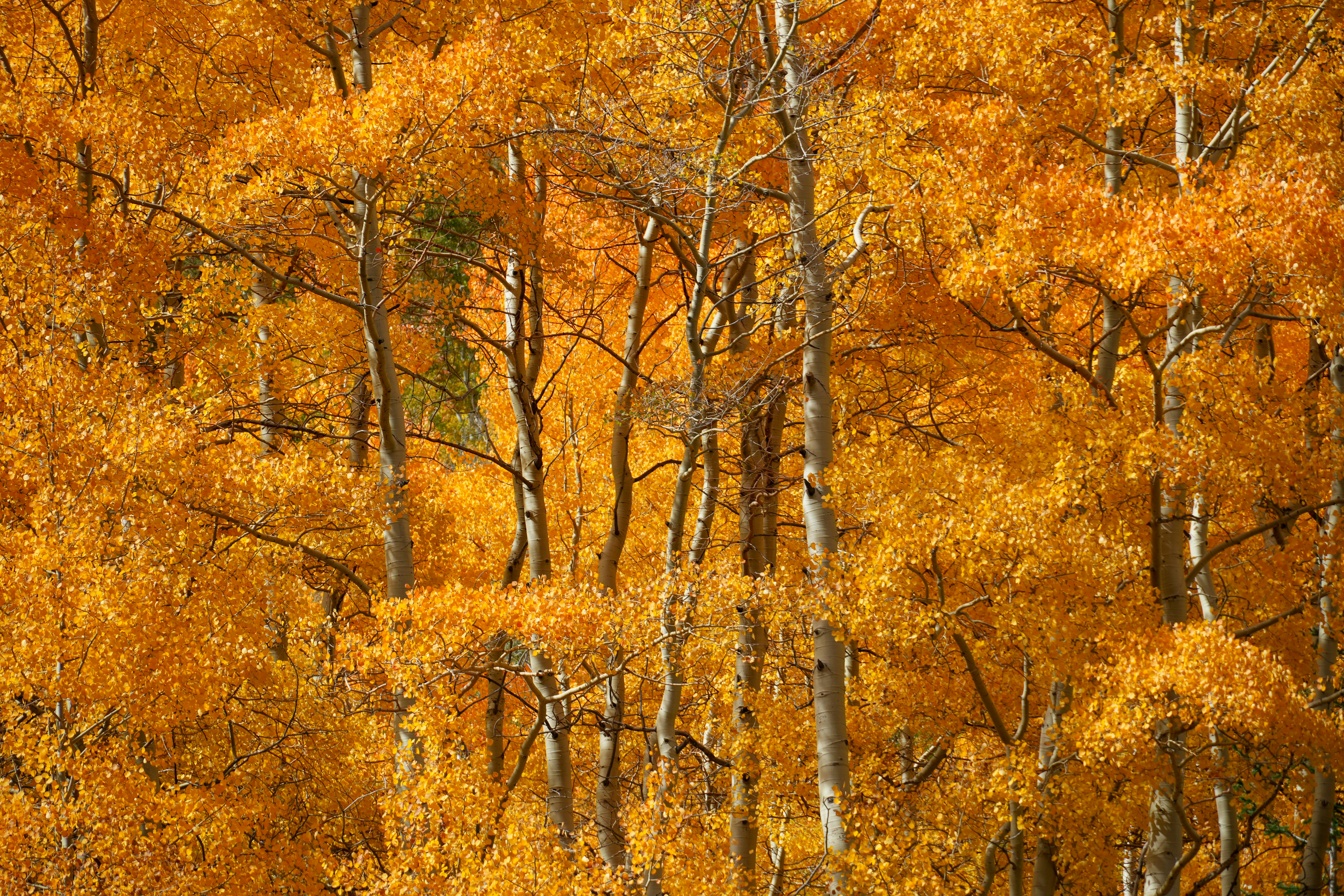 Amber Forest: Sunlit Birch in a Sea of Fall Fire