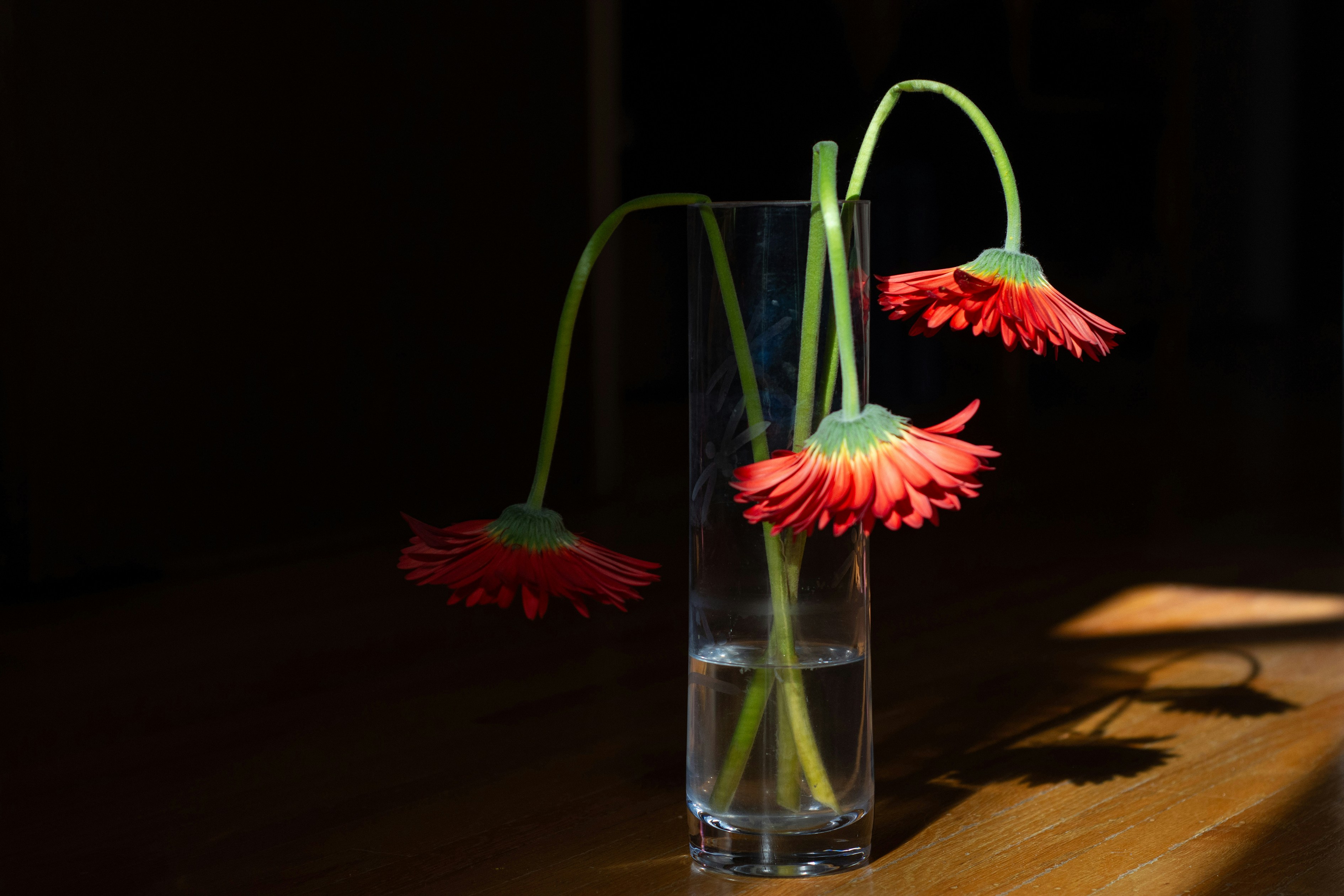 Three Red Gerberas in a Tall Glass: A Quiet Study in Light and Shadow