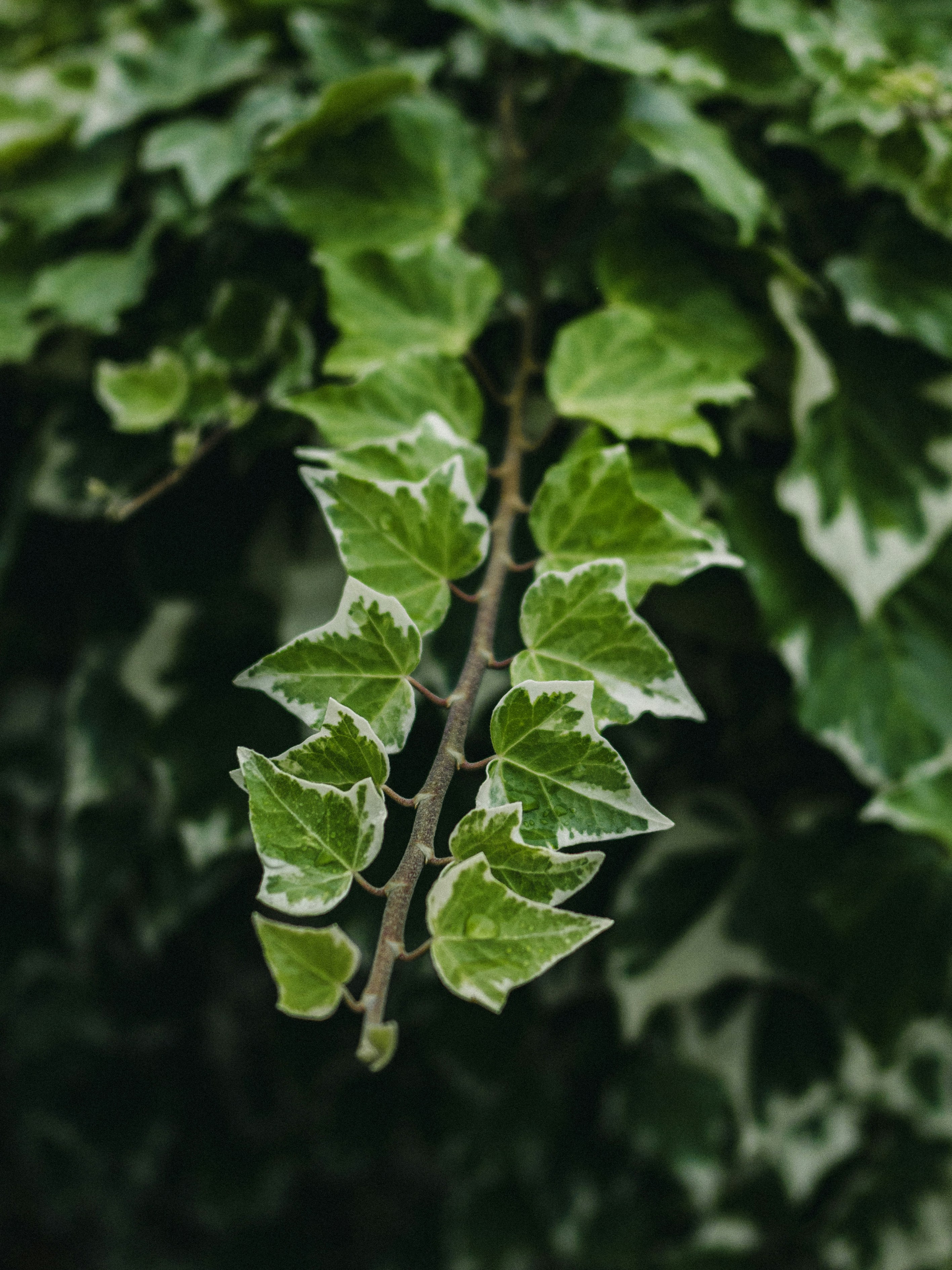 Trailing ivy leaf in clear focus with blurred emerald backdrop