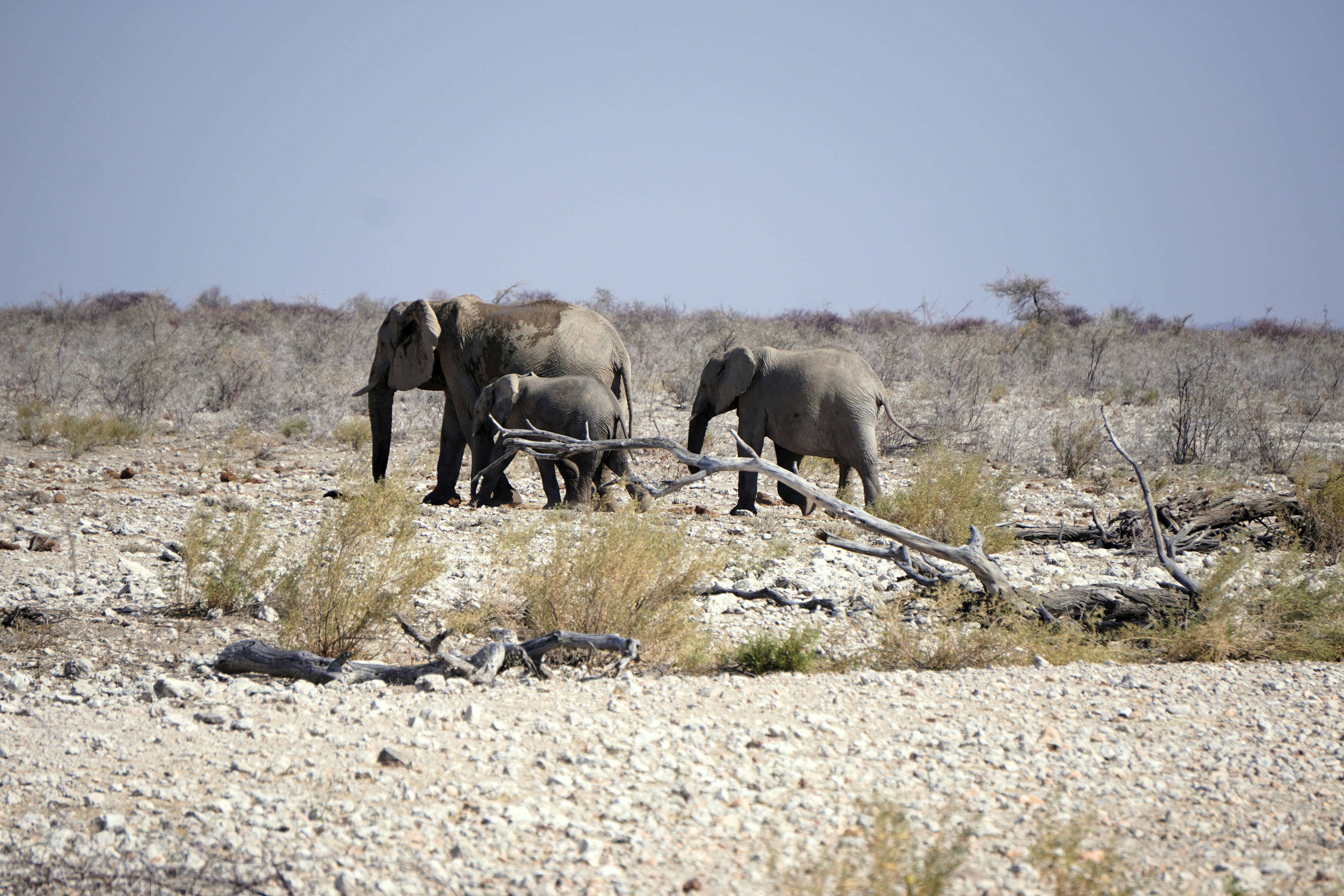 Dusty Waterhole Trio: Elephants at the Edge of a Dry Plain