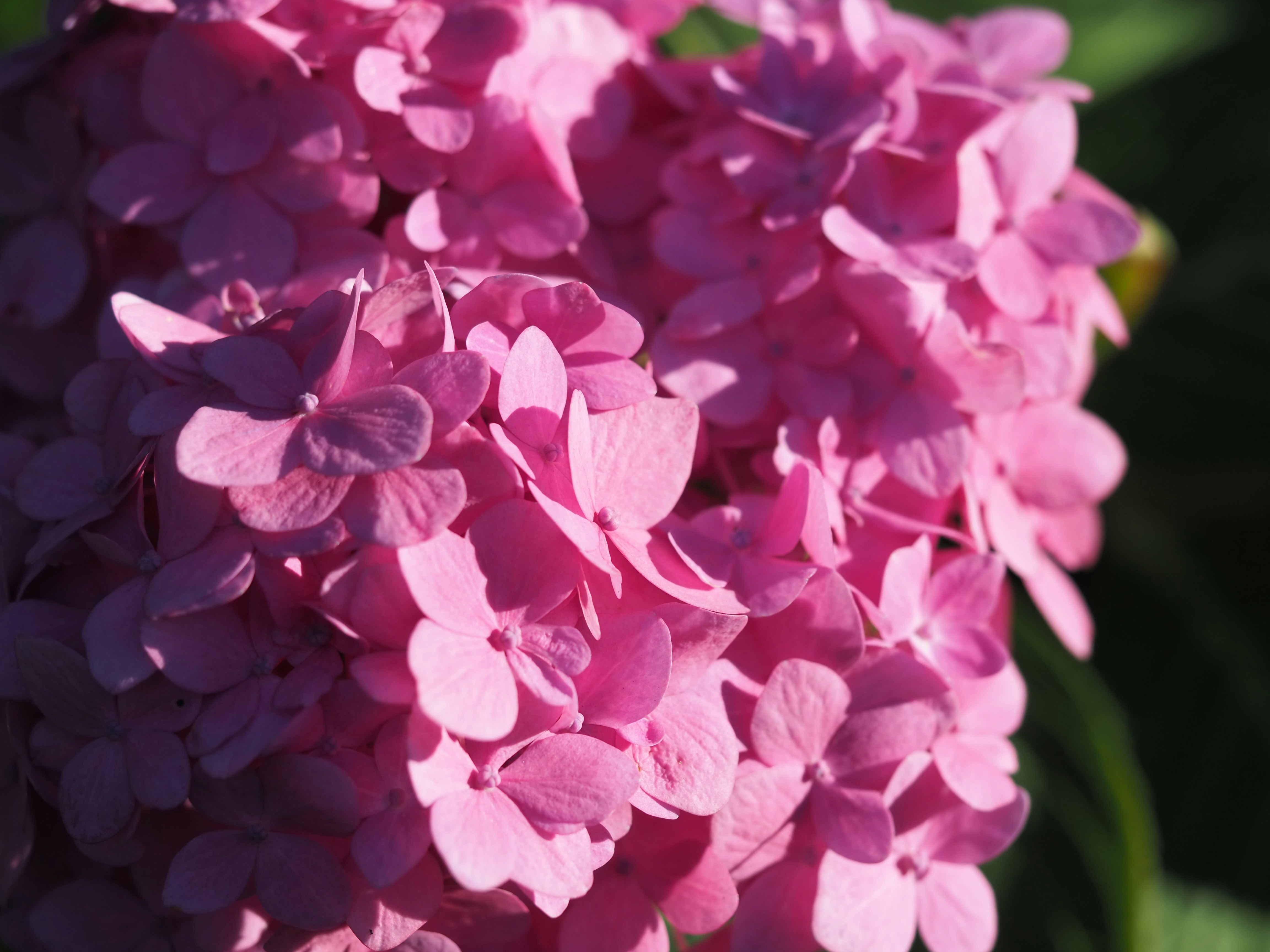 Cluster of Blushing Hydrangea: Velvet Pink Blooms in Dappled Light