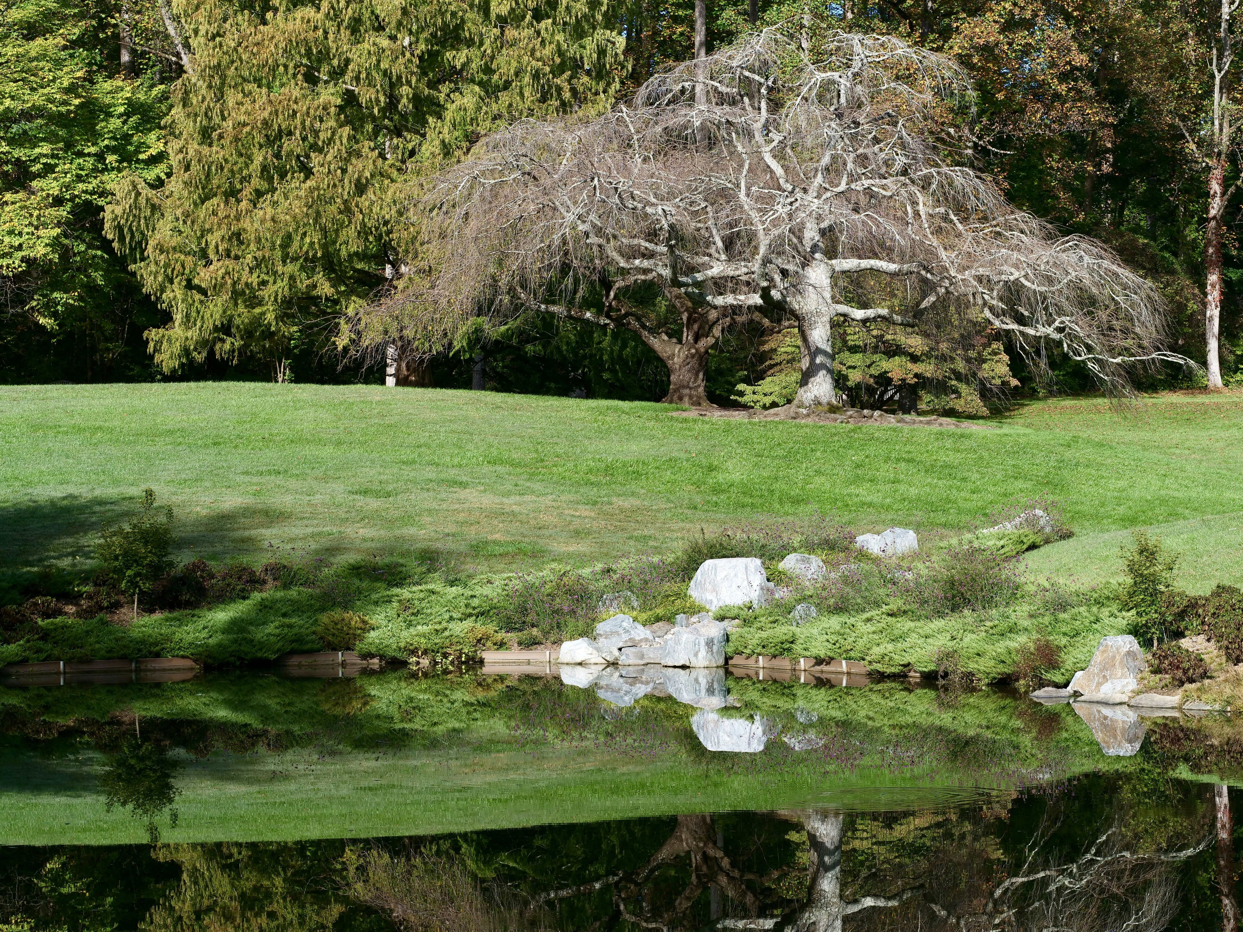 A serene park scene with a bare-branched tree reflected in a calm pond, framed by a manicured lawn and rocks; the composition emphasizes tranquility and symmetry. Note: this is a photographic landscape with natural elements.