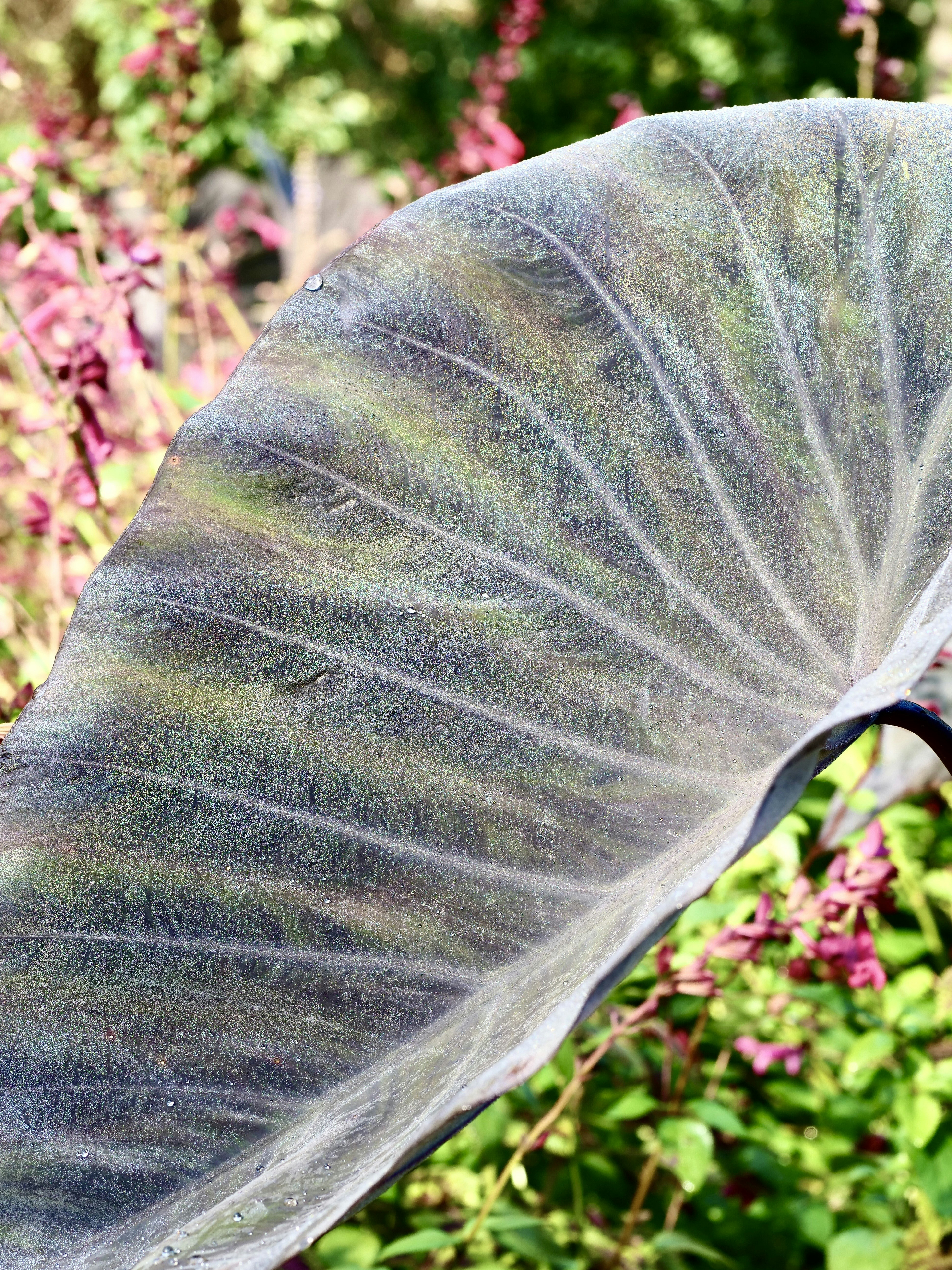A close-up of a large, veined leaf casting gentle shadows over a colorful garden backdrop, emphasizing texture and color. This is a photographic capture of a plant detail in natural light.