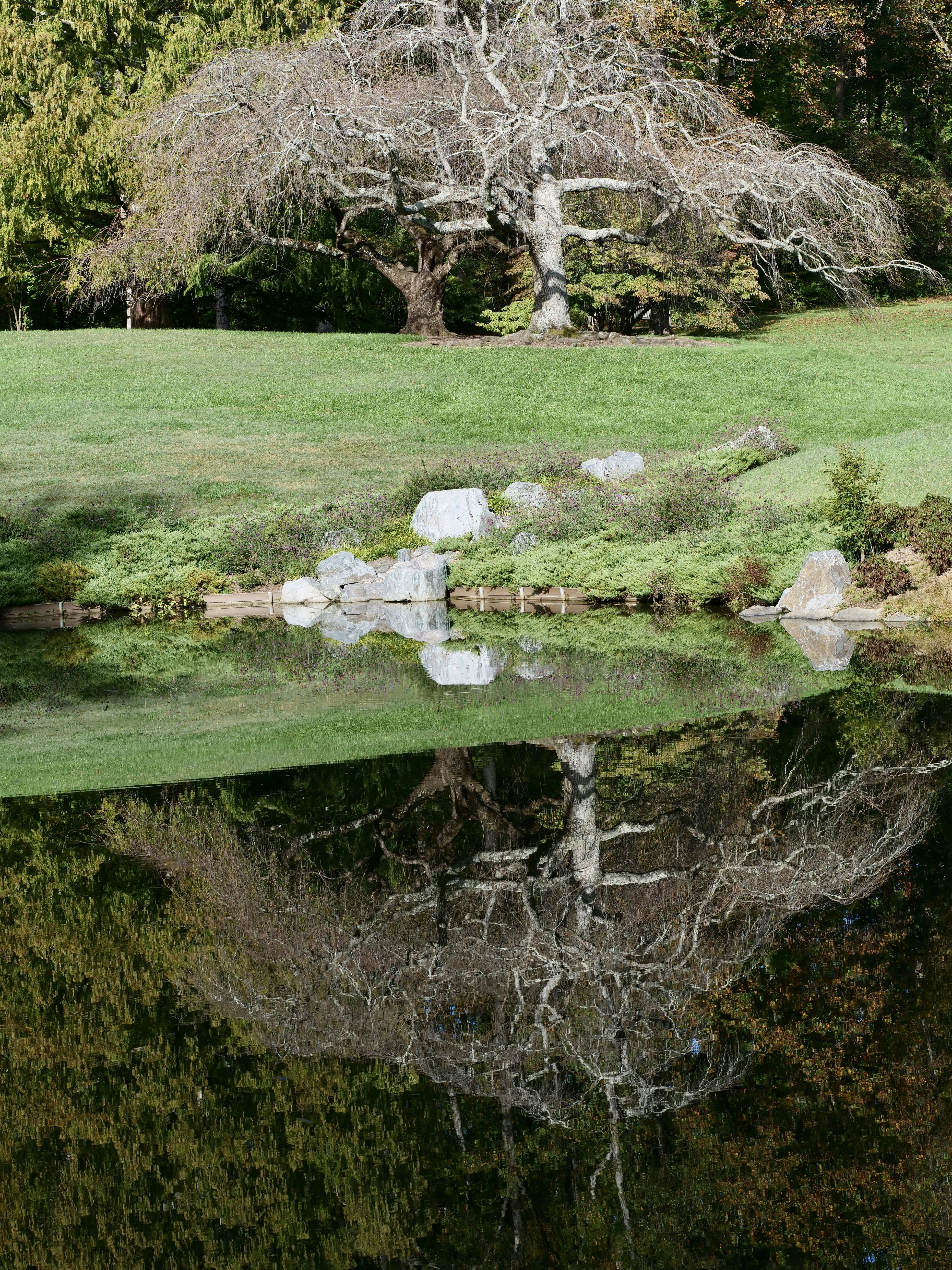 Calm pond mirrors a leafless tree and surrounding greenery, with a gentle shoreline and rocks framing the scene.