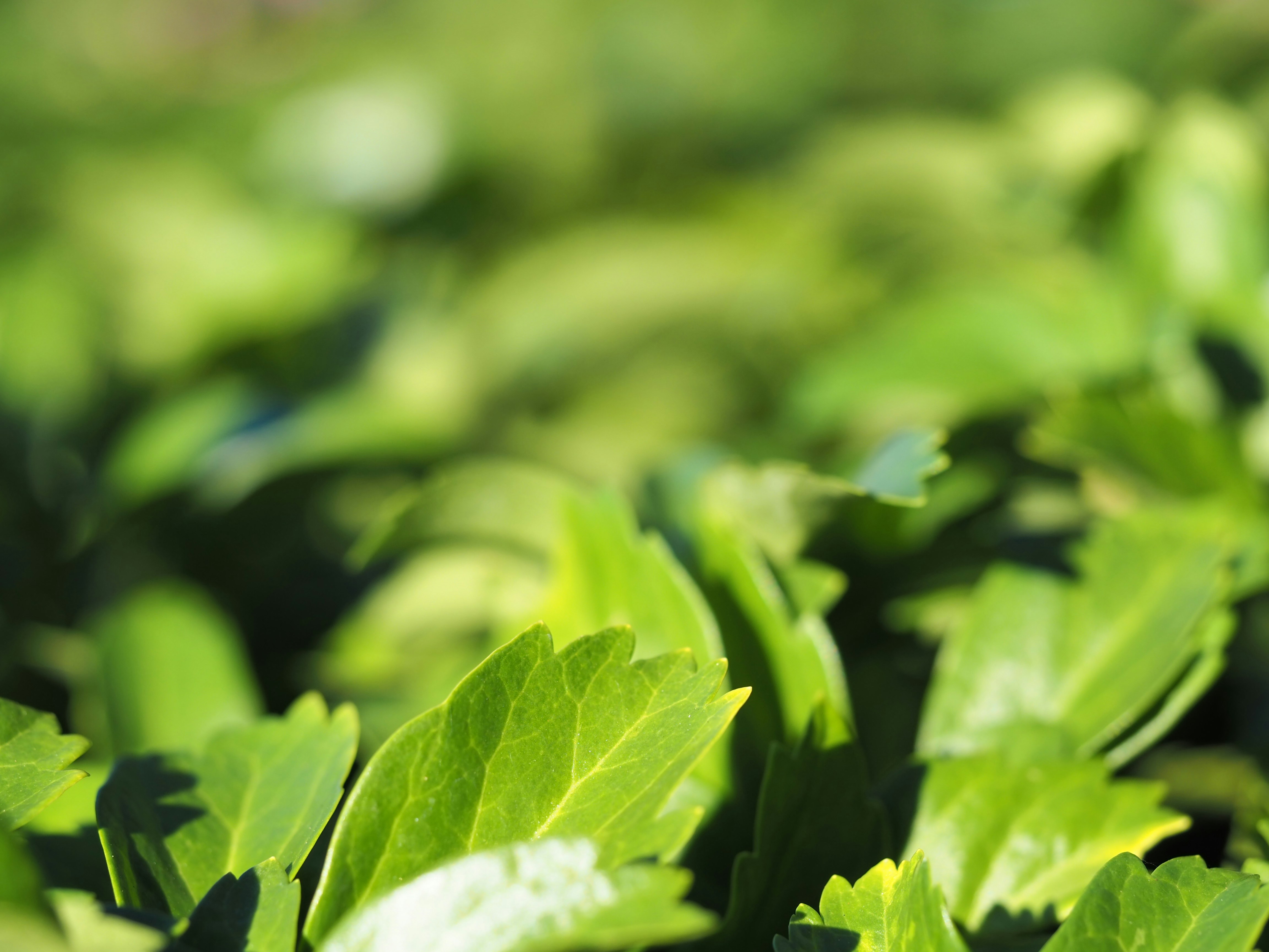 Emerald Gleam: Sunlit Leaves in a Quiet Green Patch