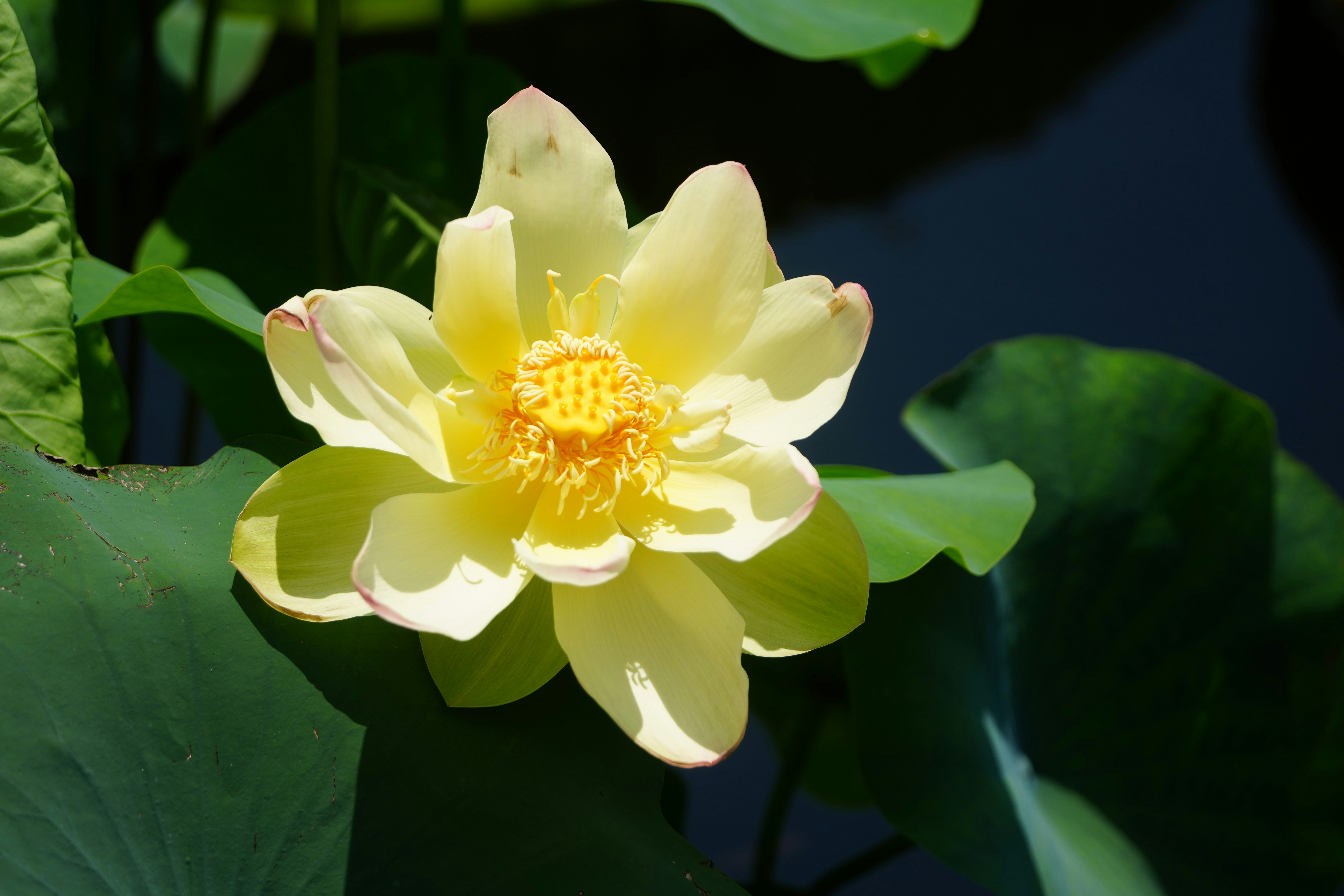 Vivid yellow lotus bloom sits atop dark water with large green pads, sunlight highlighting petal detail and central stamens.