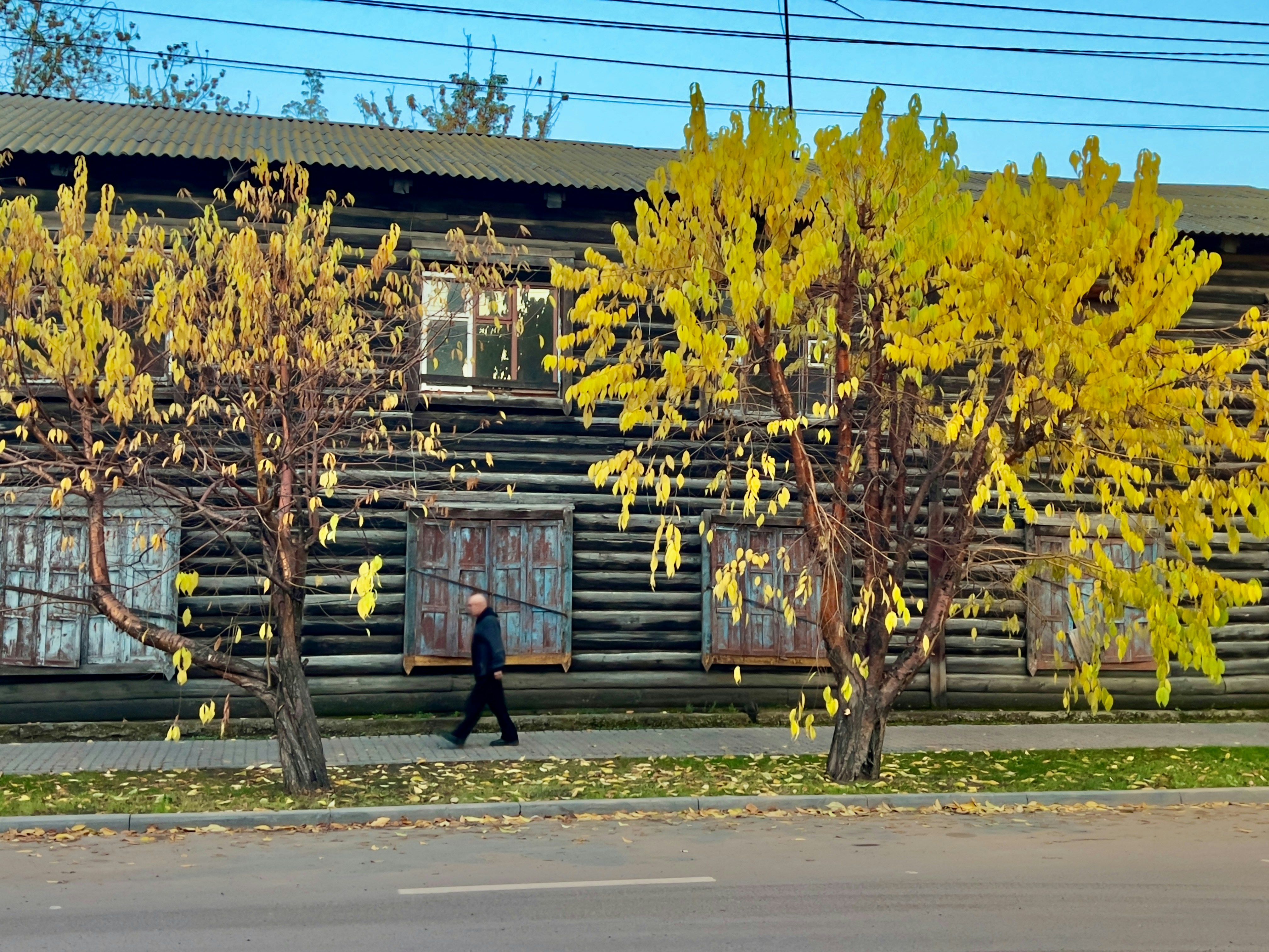 Golden Canopies Over a Quiet Street