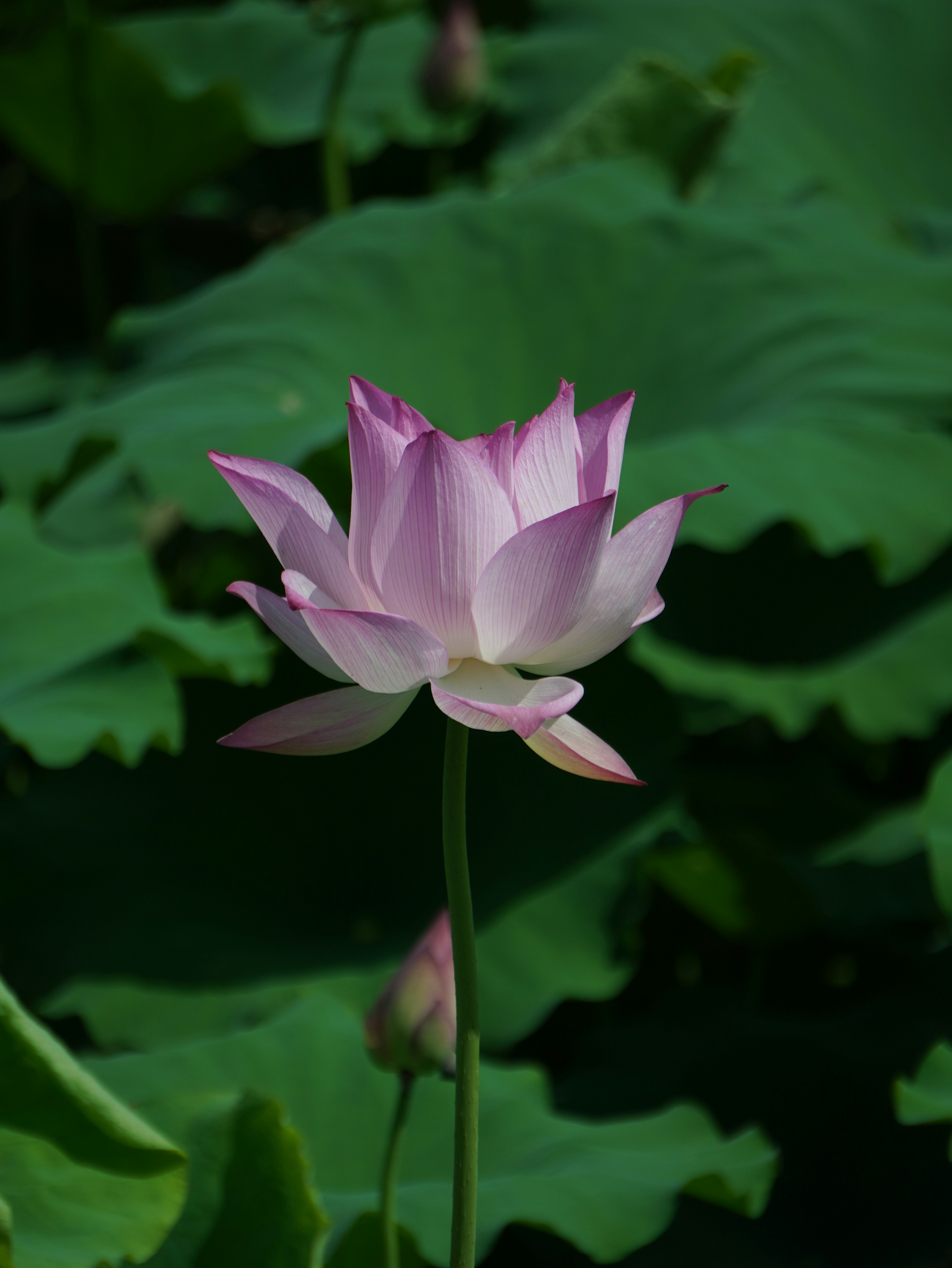 Lotus Bloom in Shadowed Pond