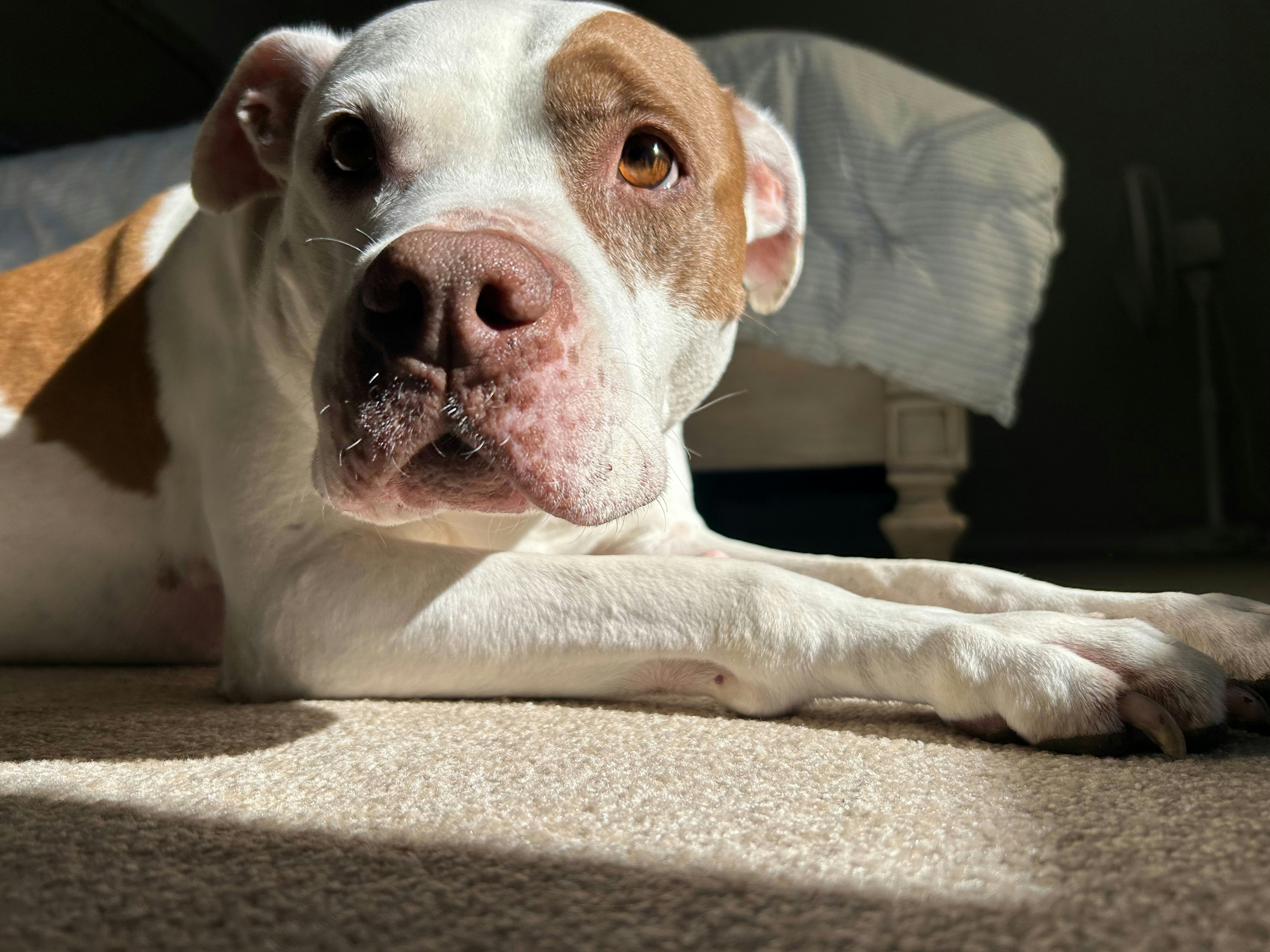 Resting in the Sun: A Calm Pit Bull Surfaces with Honest Gaze