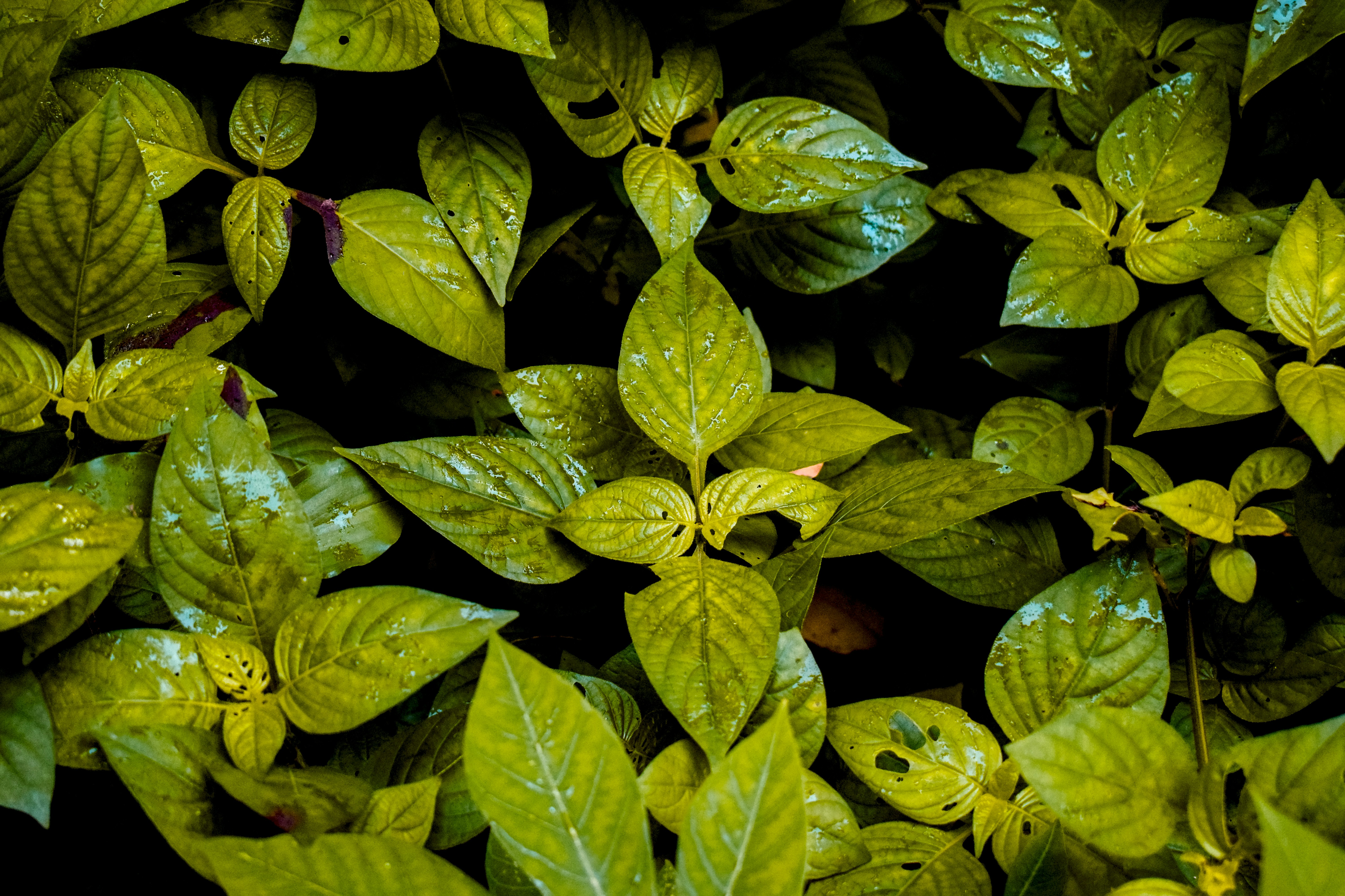 Verdant Mosaic: Close-up of Sunlit Honeysuckle-like Leaves